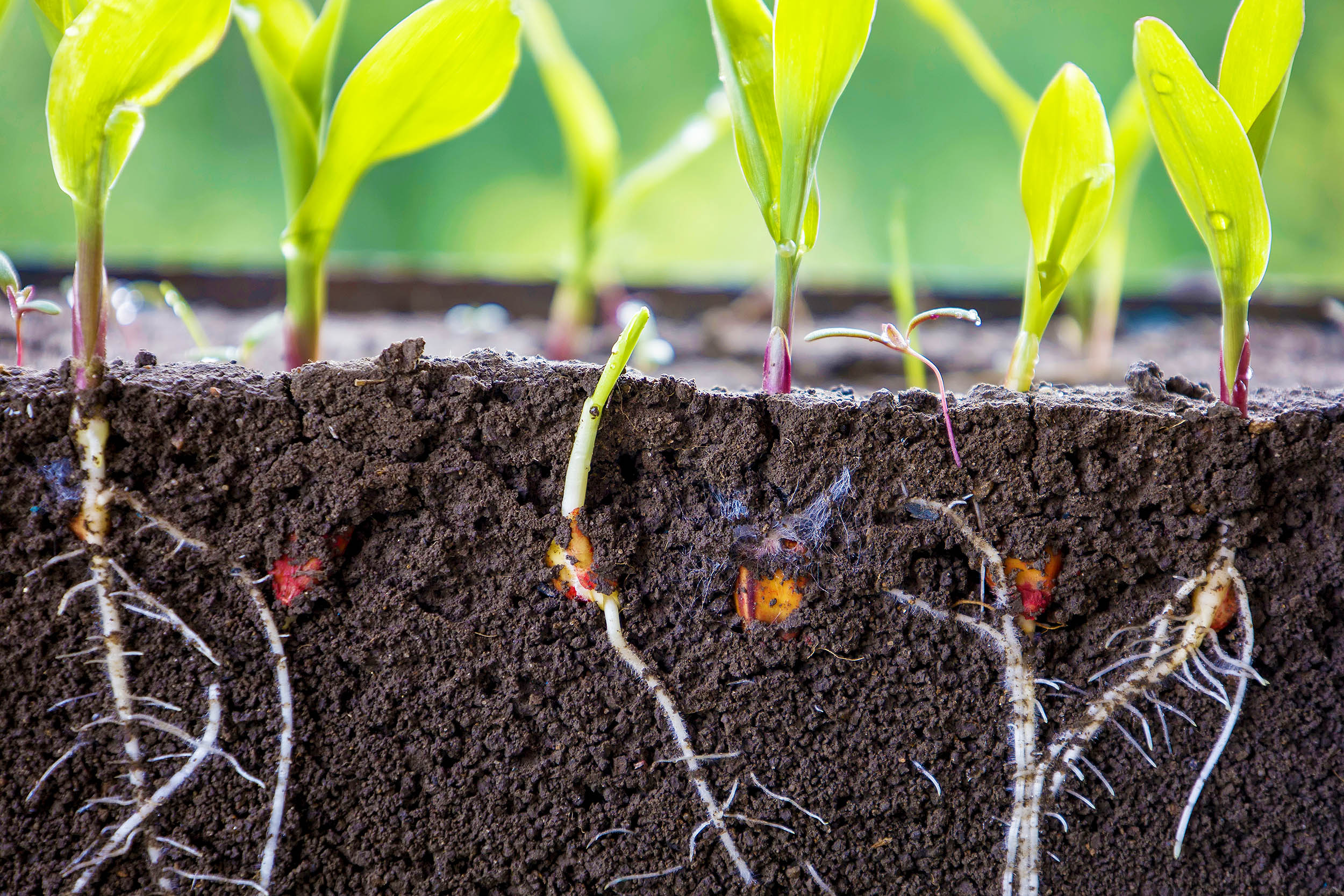 Study shows how plant roots grow faster and stronger - Earth.com
