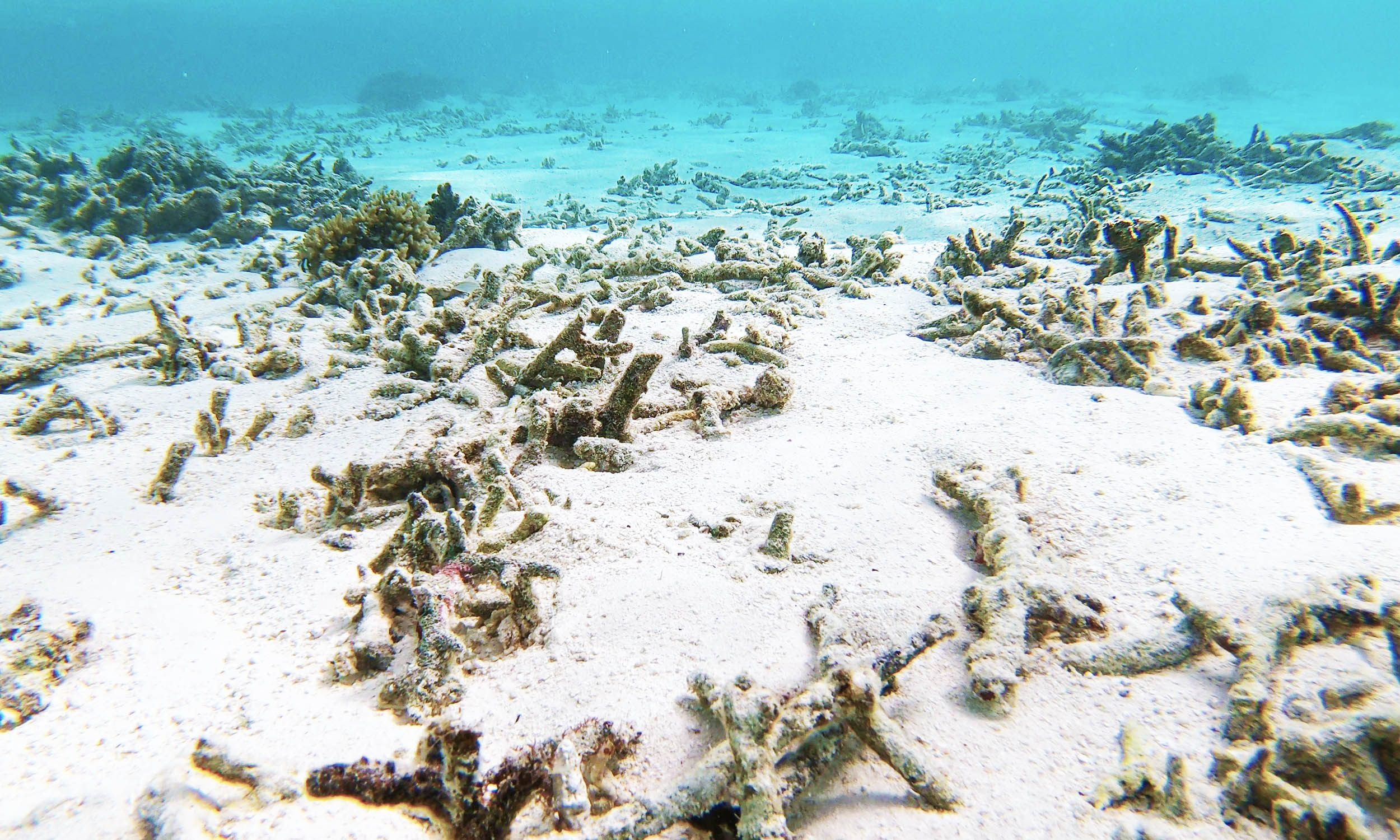 Over 60% of global coral reefs face another mass bleaching event ...