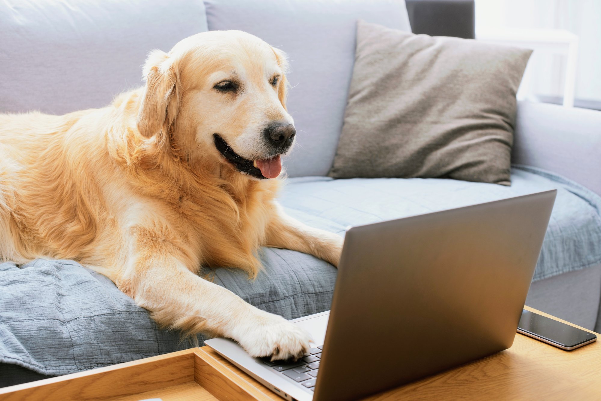 Dogs can imitate human actions from videos - Earth.com