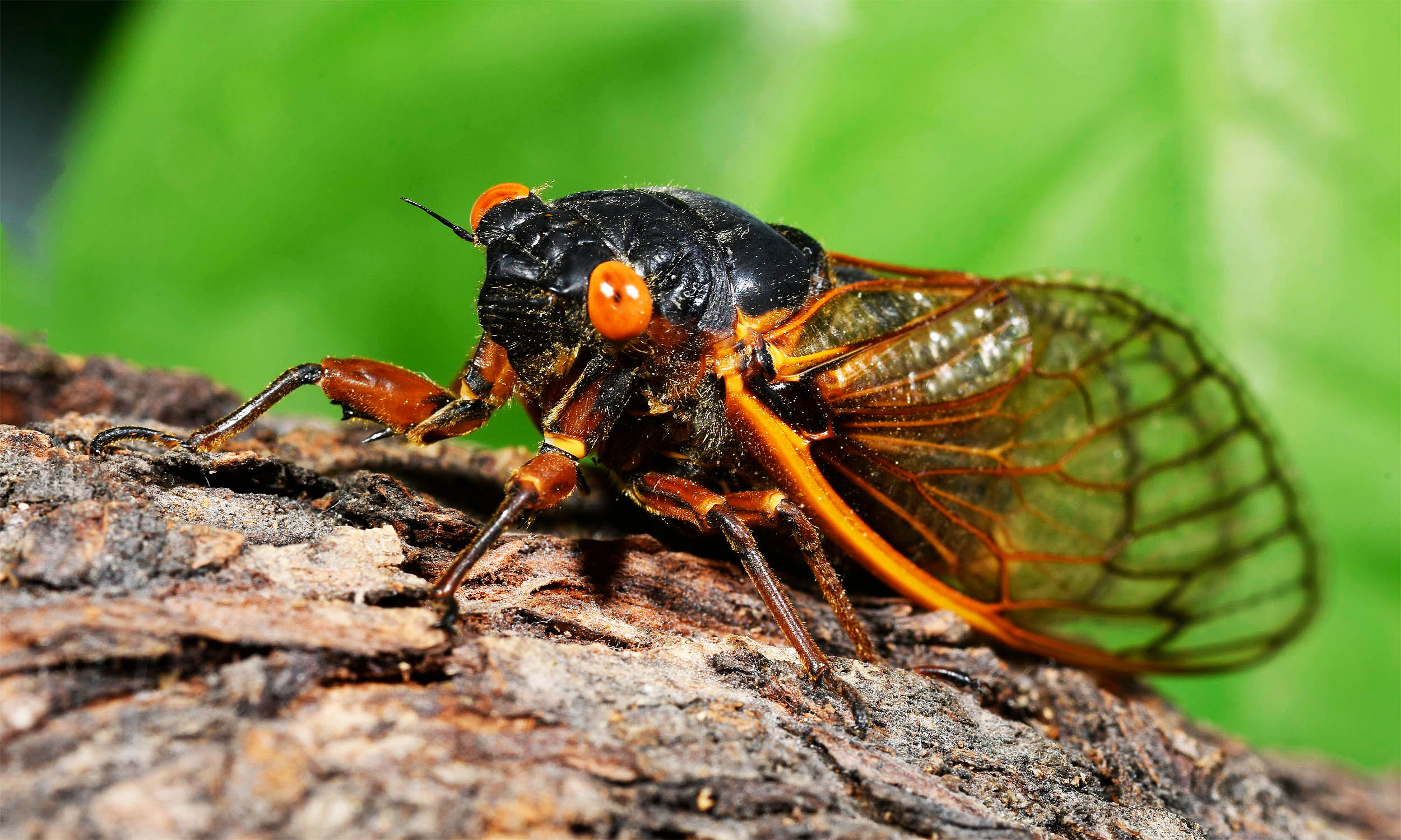 Cicadas' deafening noise can harm hearing and worsen tinnitus - Earth.com