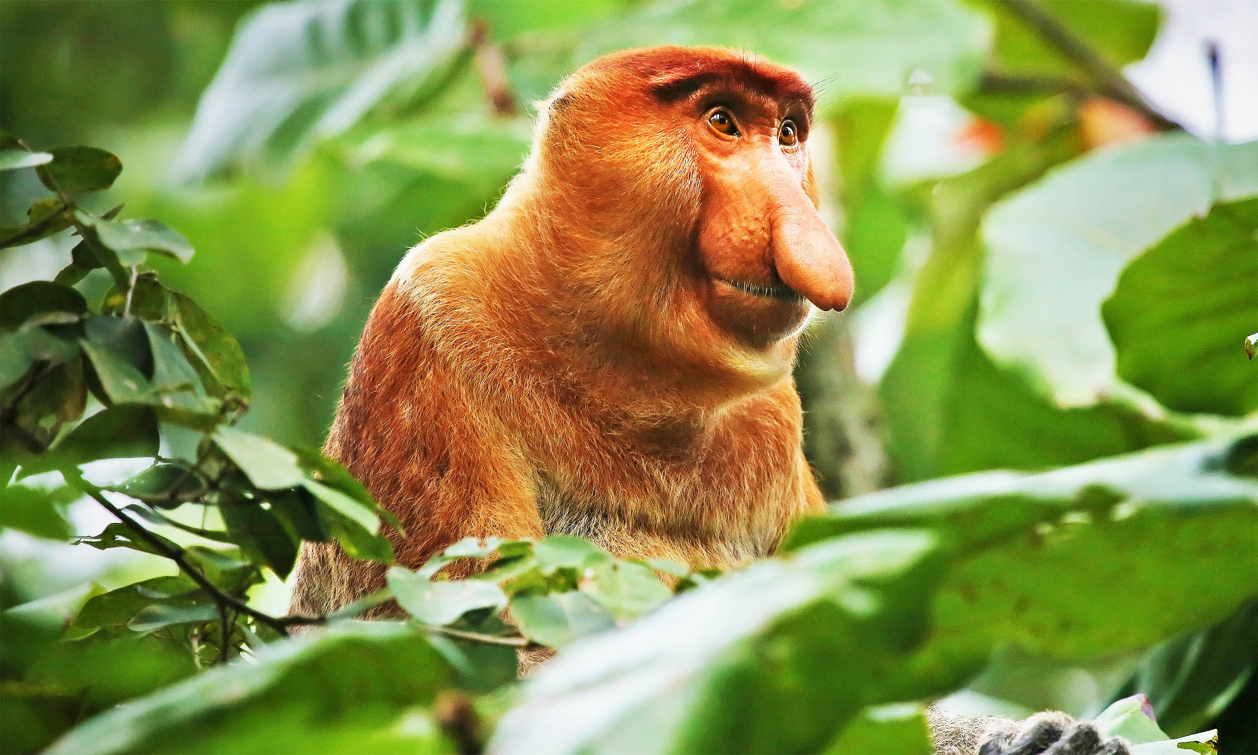 Male proboscis monkeys use their big noses to attract mates - Earth.com