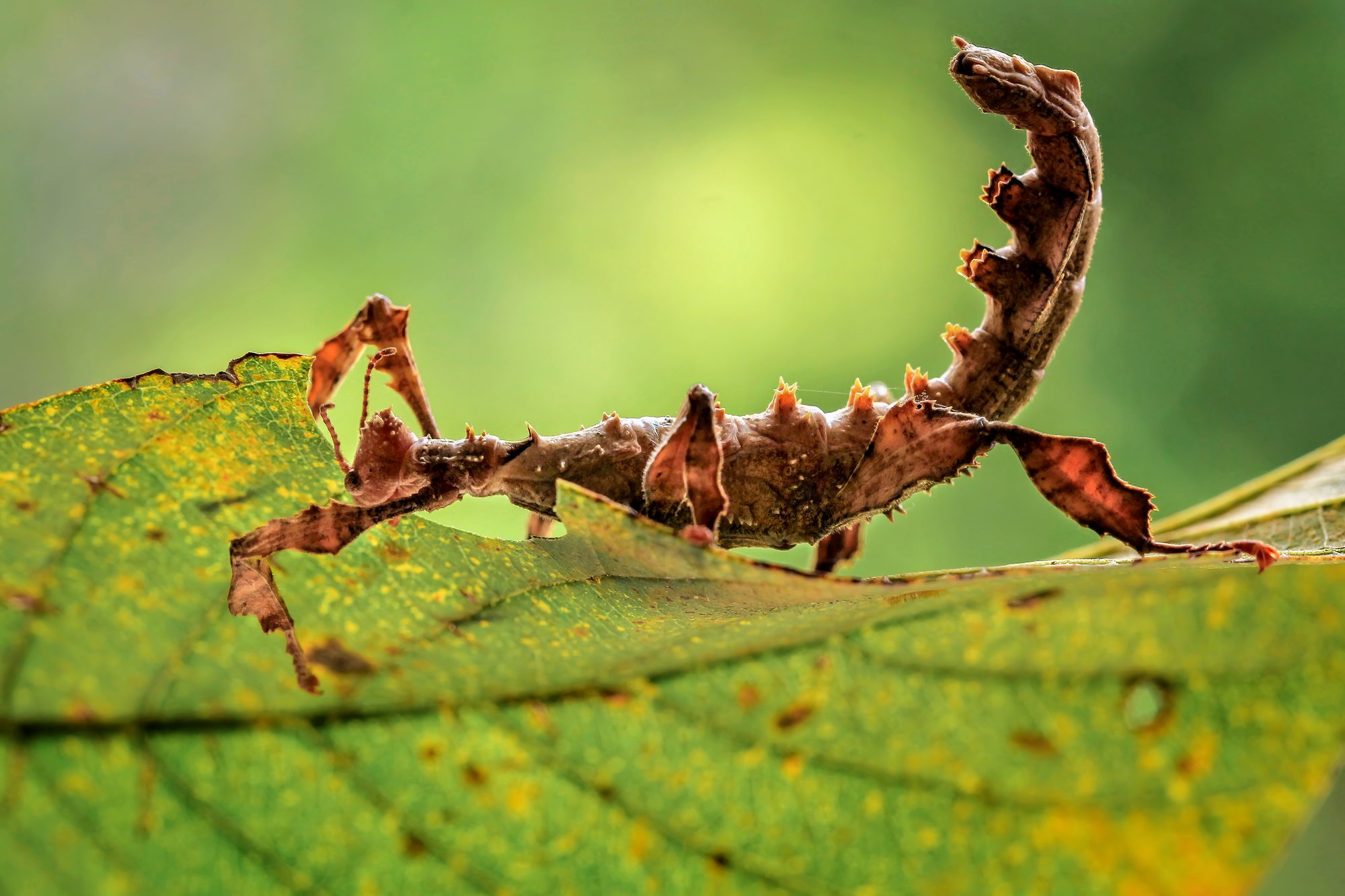 Evolution is both predictable and random - Earth.com