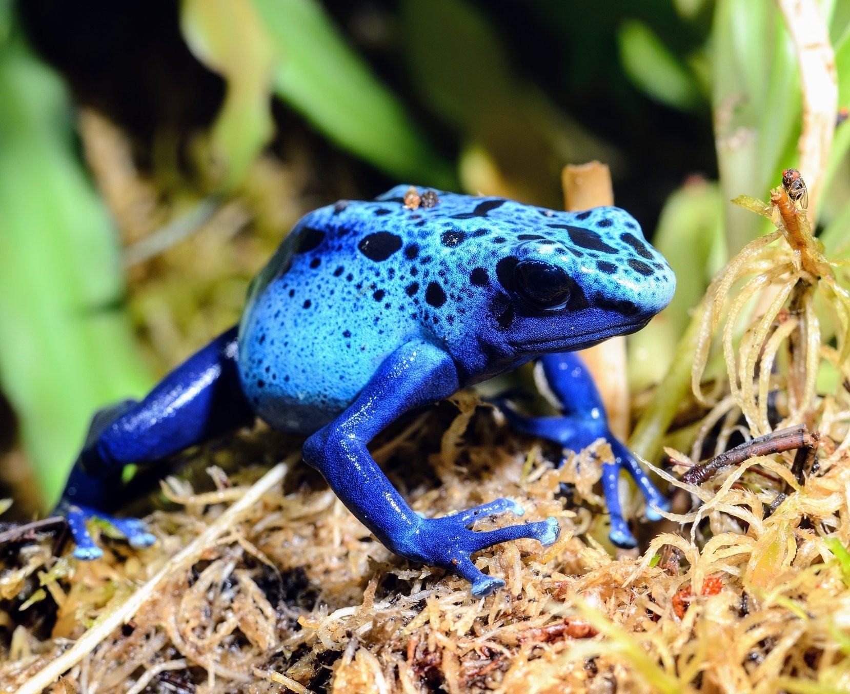 Some frogs tap their tiny toes when they see prey - Earth.com