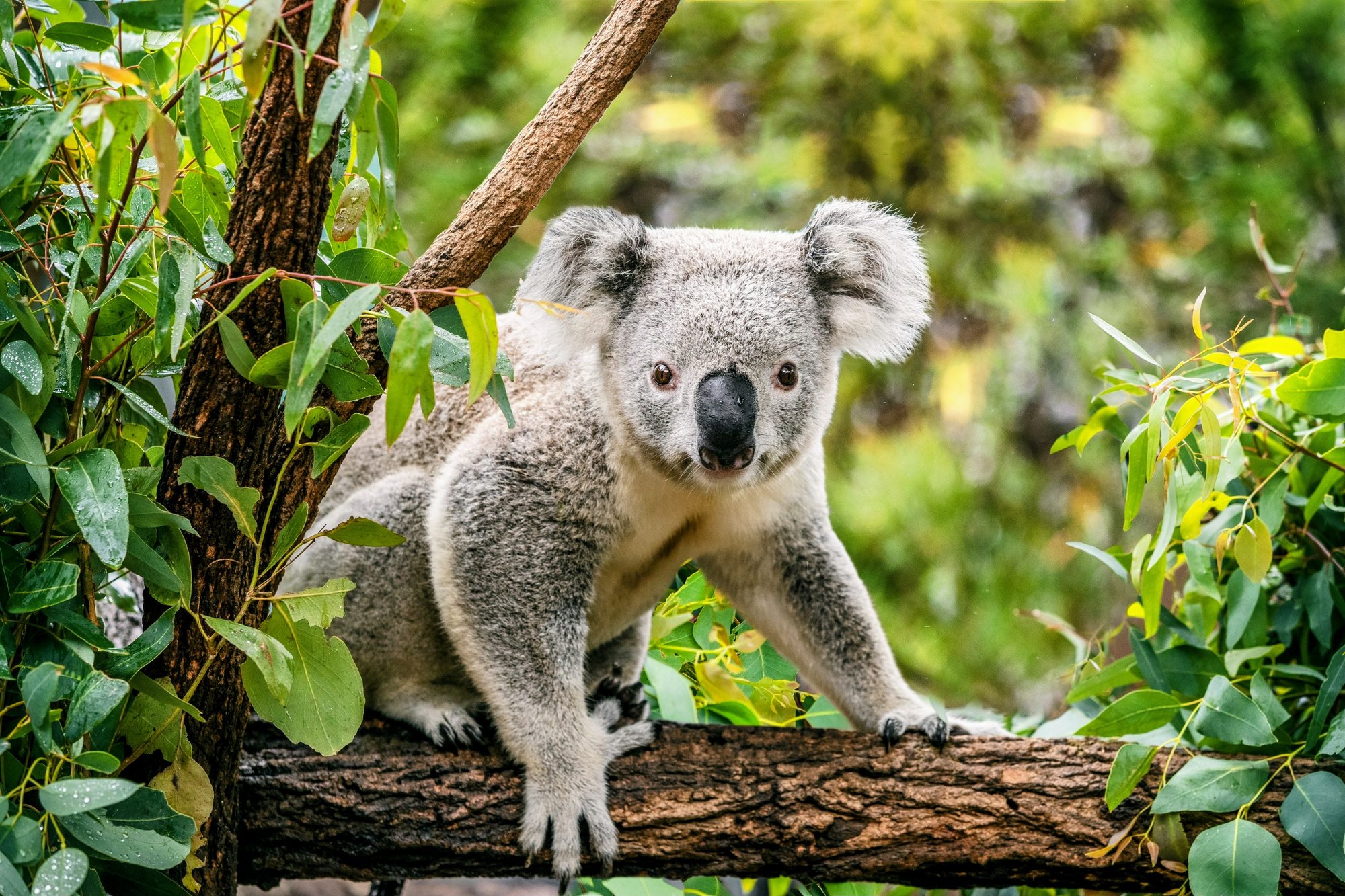 Koalas can predict hot days and adjust their body temperature - Earth.com