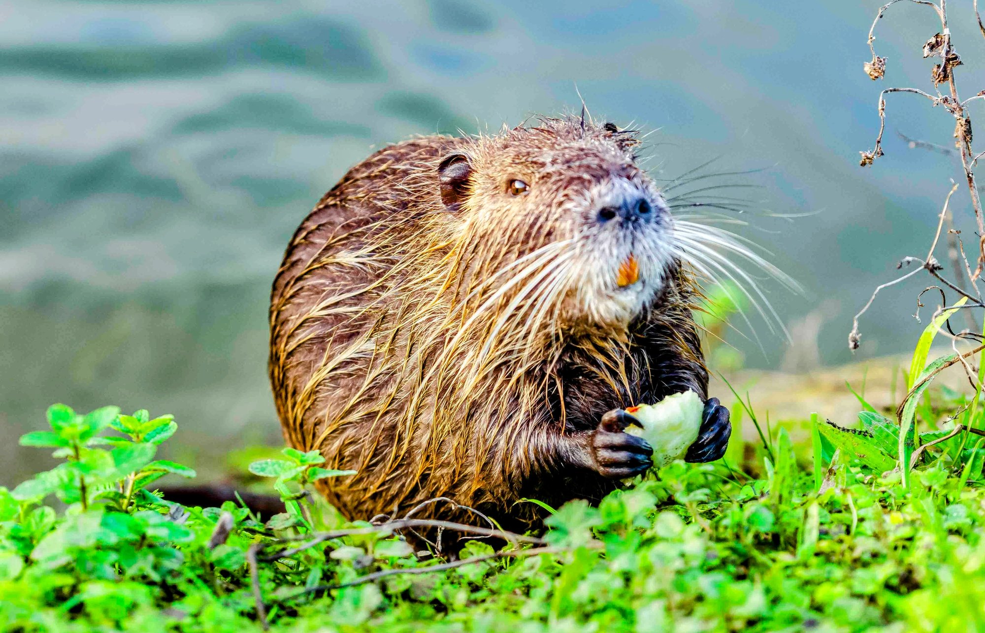 Growing threat of invasive species requires immediate action - Earth.com