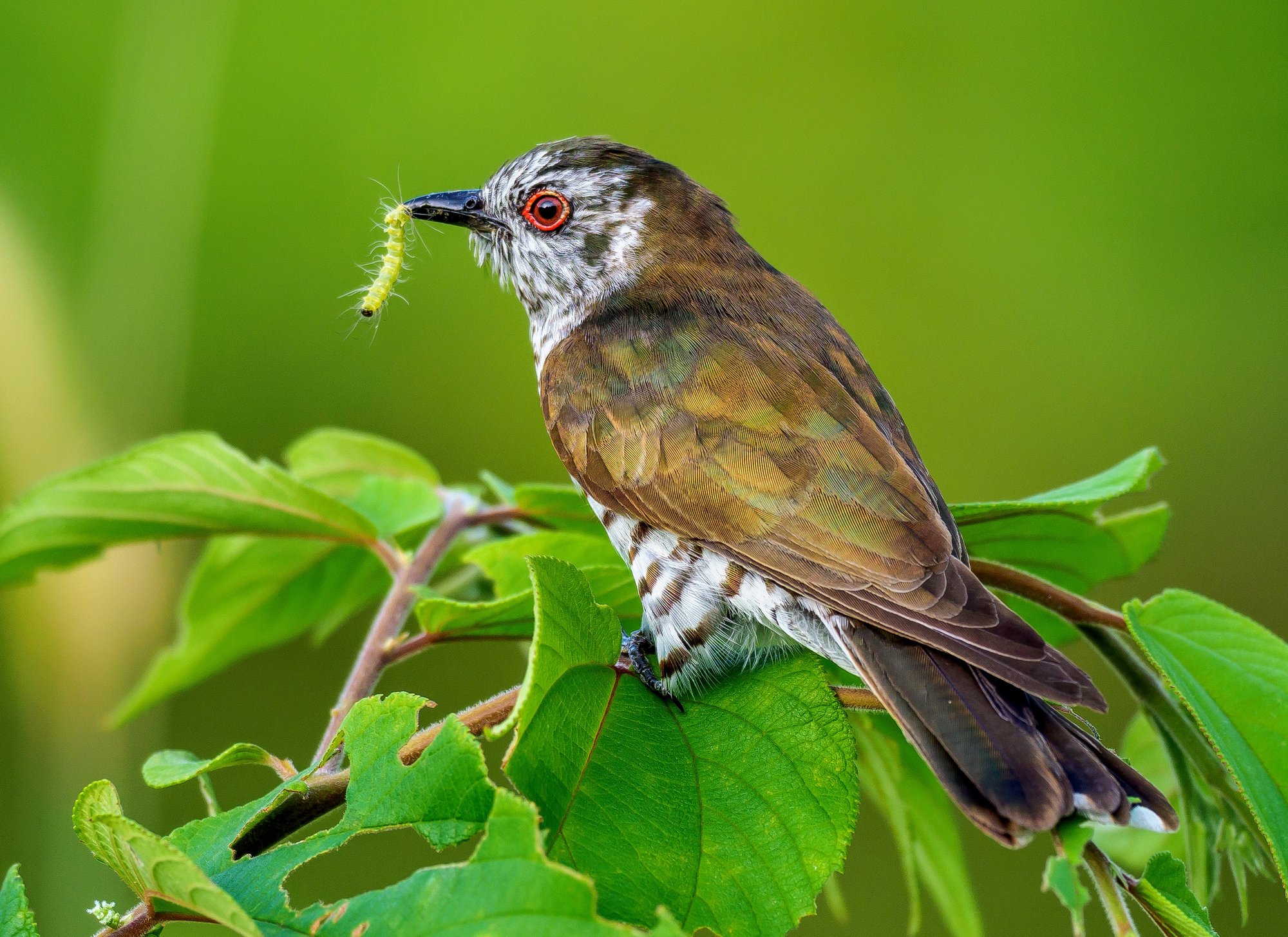 Cuckoos evolved to resemble their host birds - Earth.com