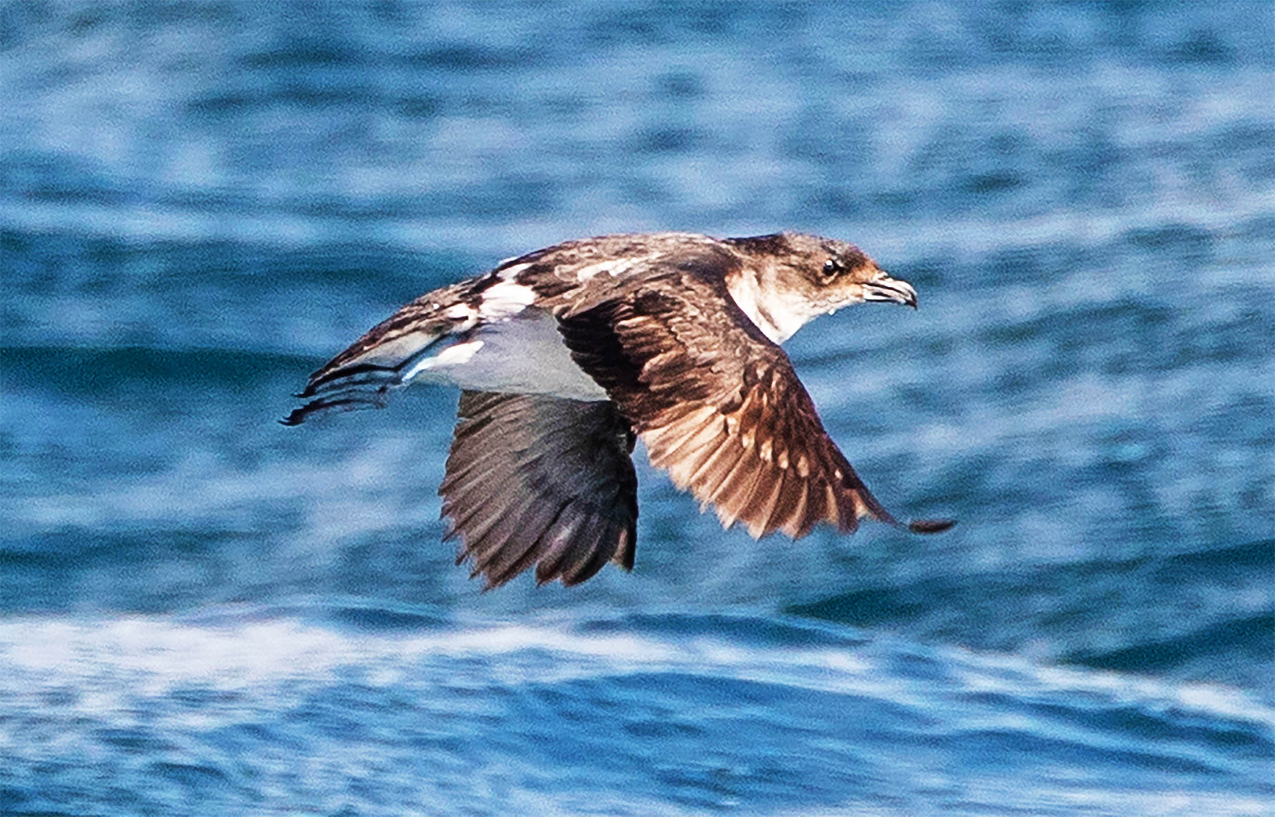 Rare birds return home due to unique conservation efforts - Earth.com