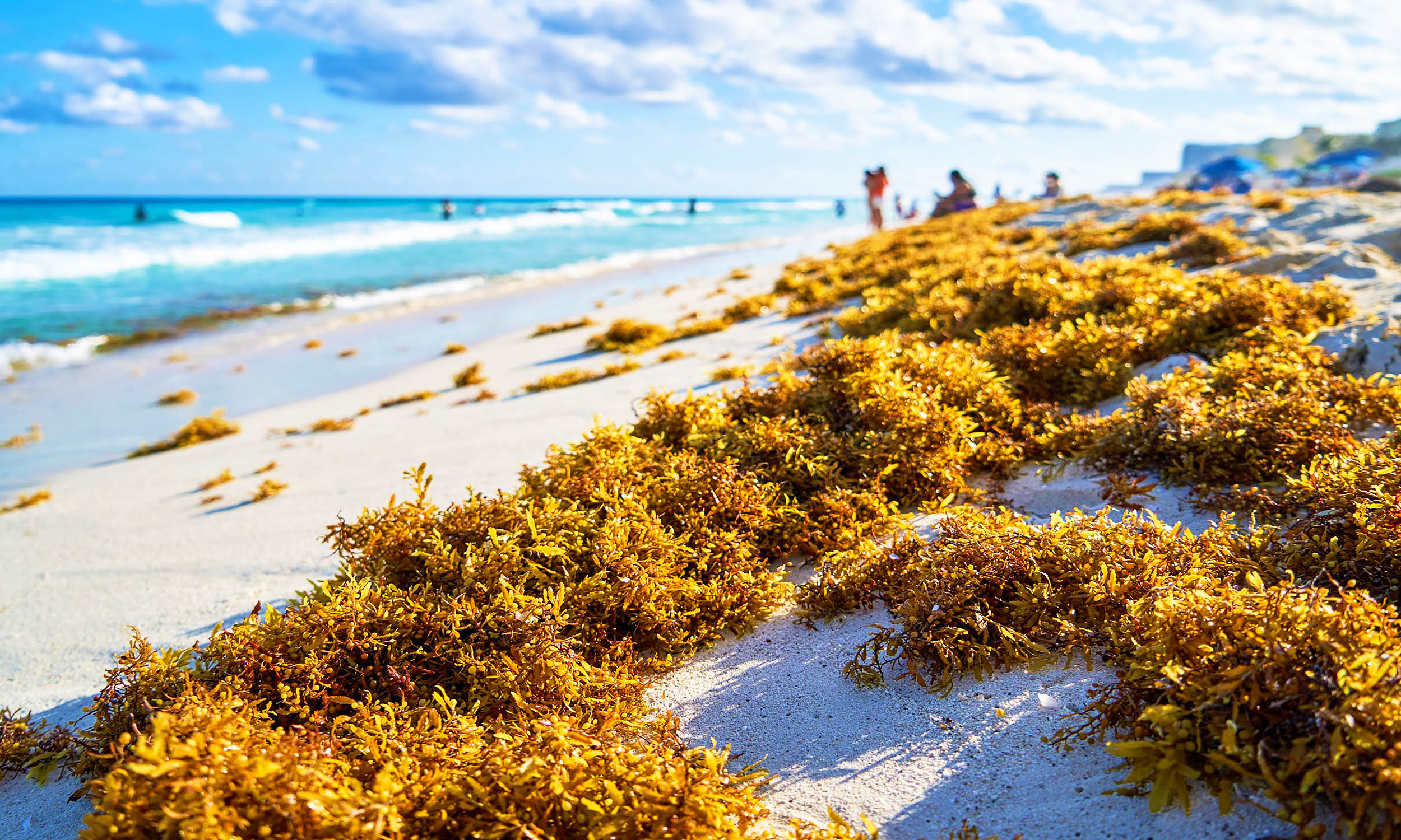 Sargassum seaweed is a growing problem that needs a solution - Earth.com