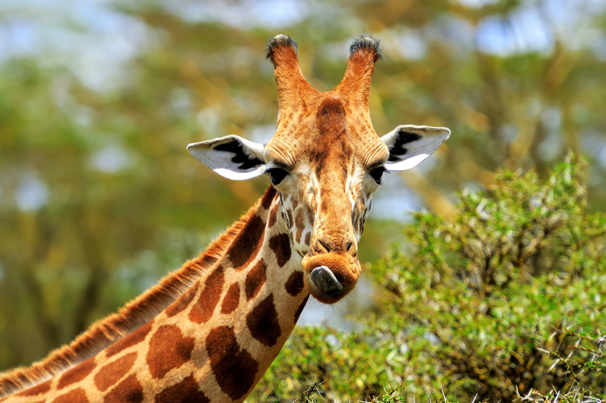Giraffes gained their long necks for food, not sex - Earth.com