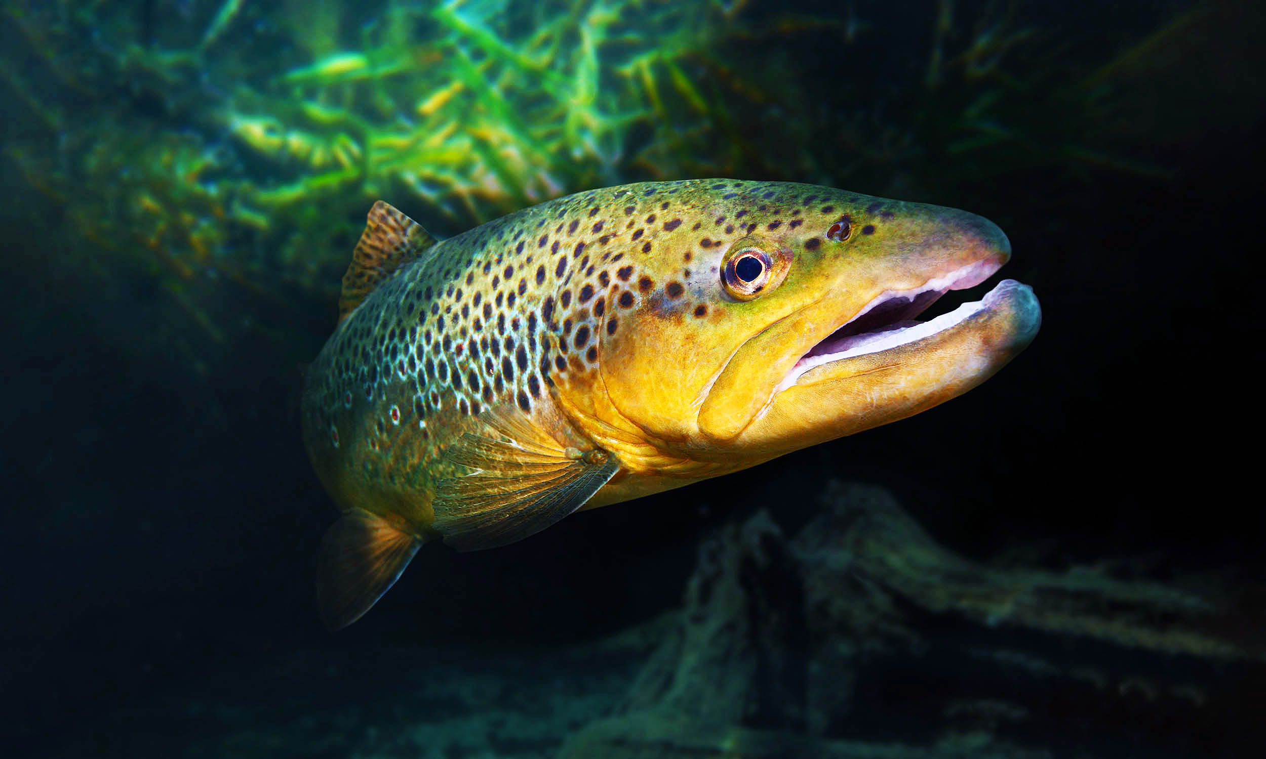 Trout living in polluted rivers evolved to tolerate 'heavy metal' water ...