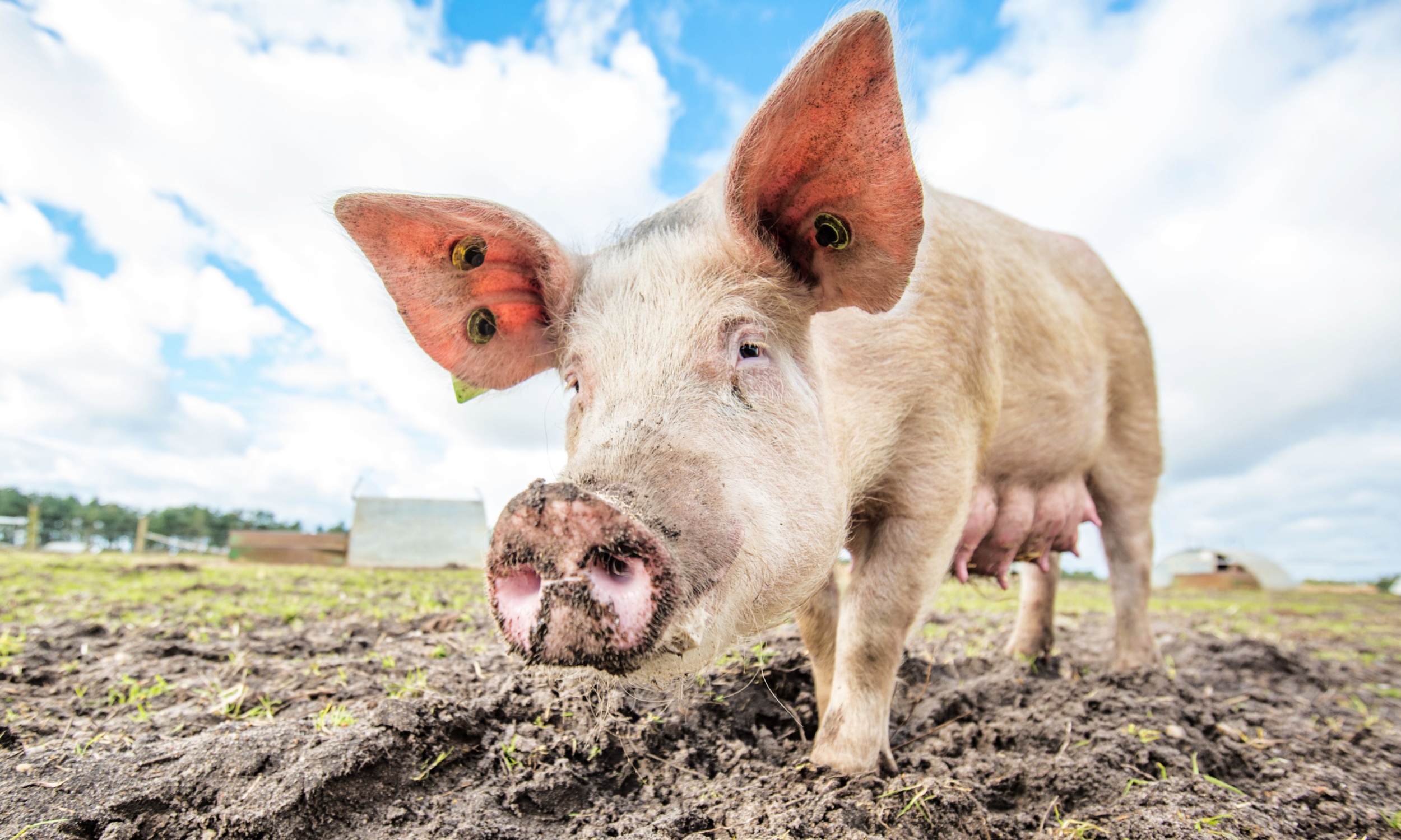 Slow-growth diet for pigs increases longevity and productivity - Earth.com