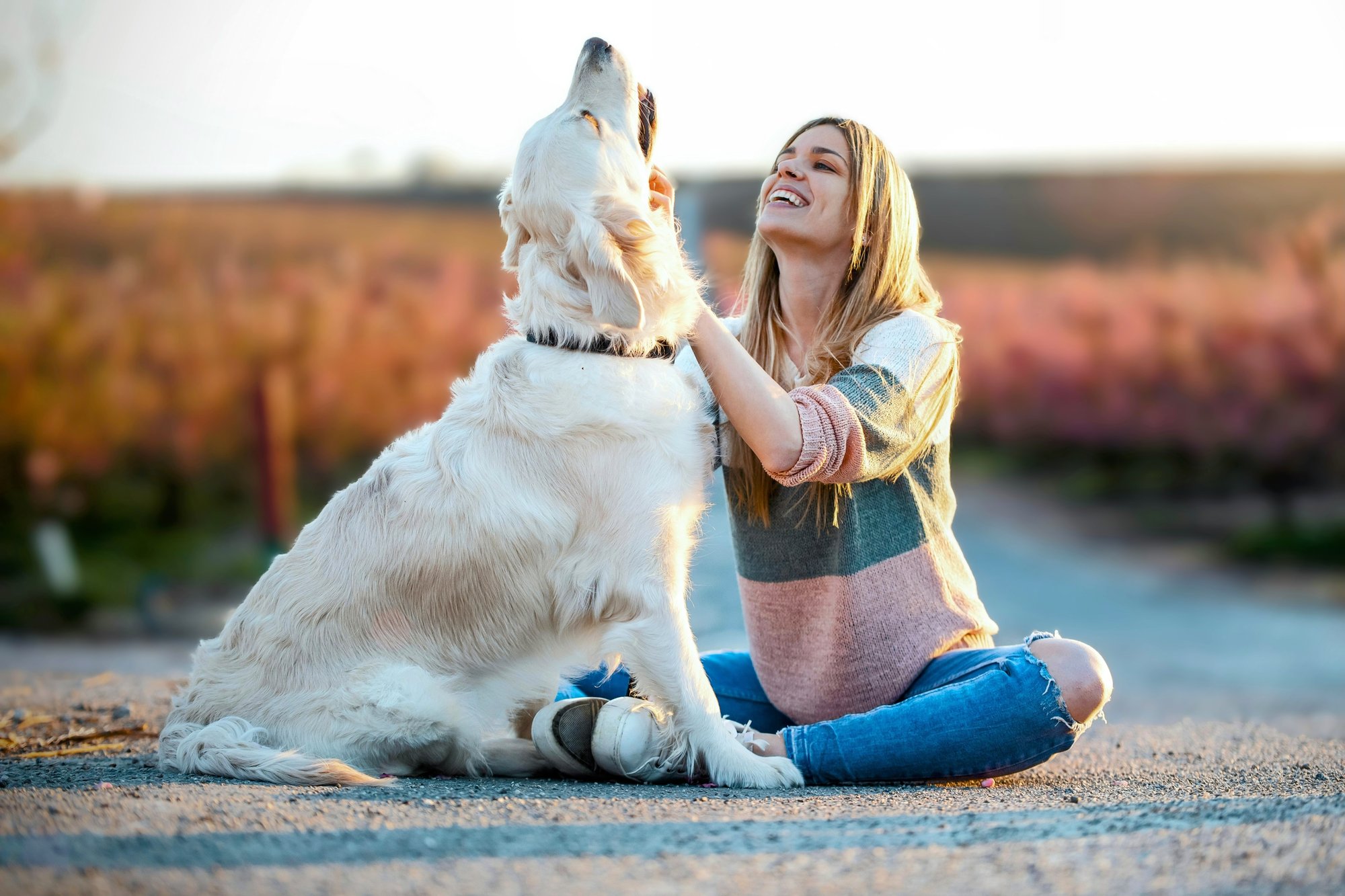 Dogs learn better with praise and petting - Earth.com