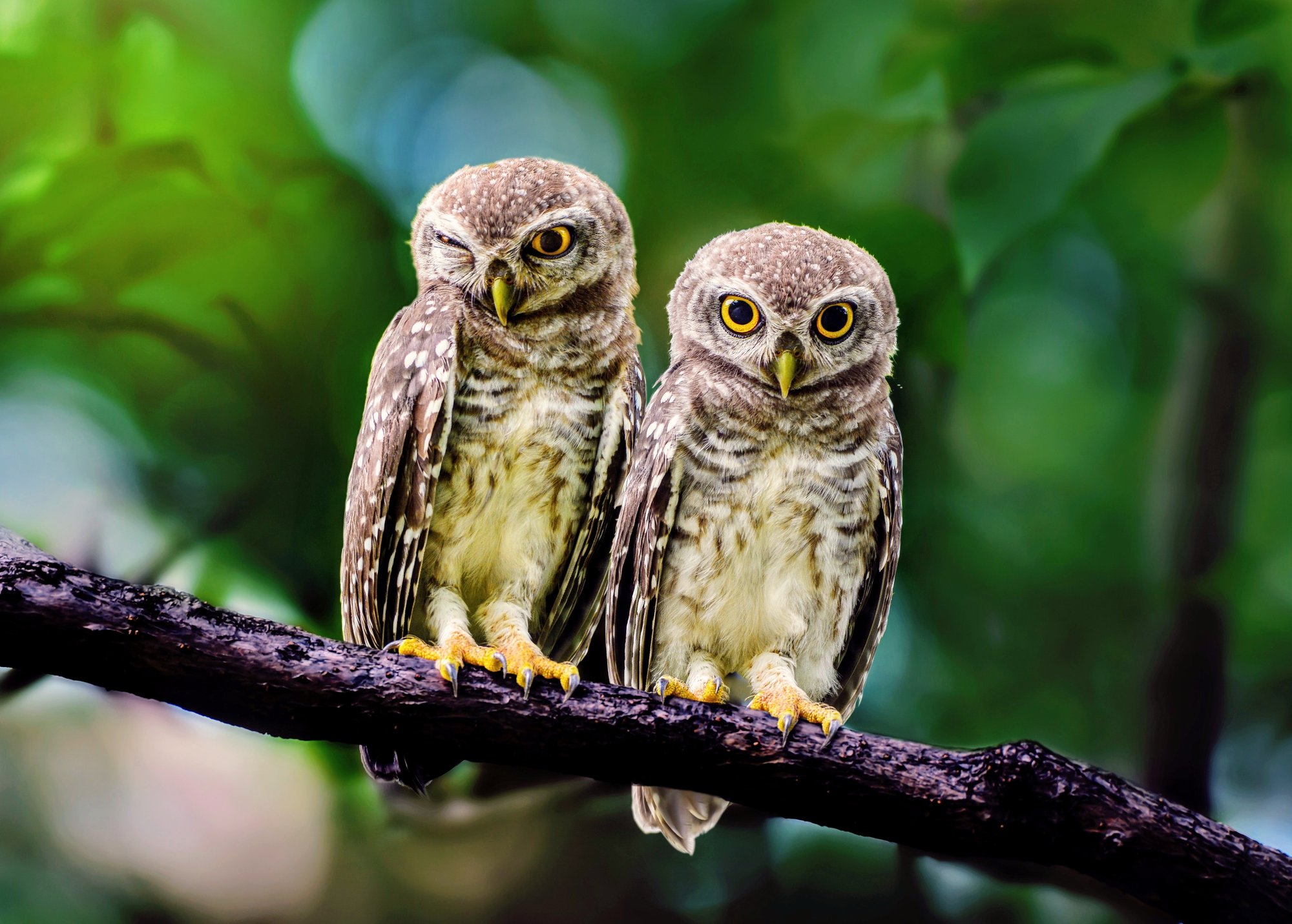 Are we failing the world's most threatened species? - Earth.com