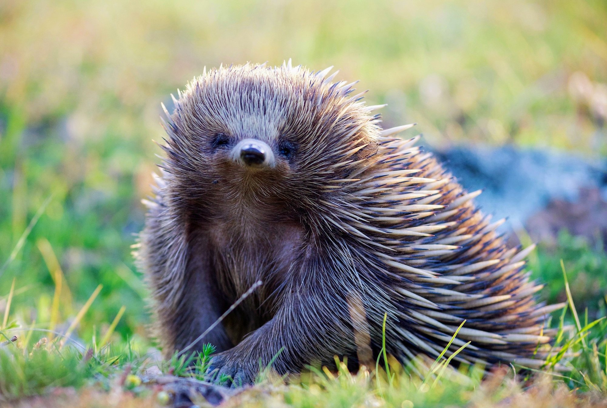 Unearthing the lost world of monotremes in Australia - Earth.com