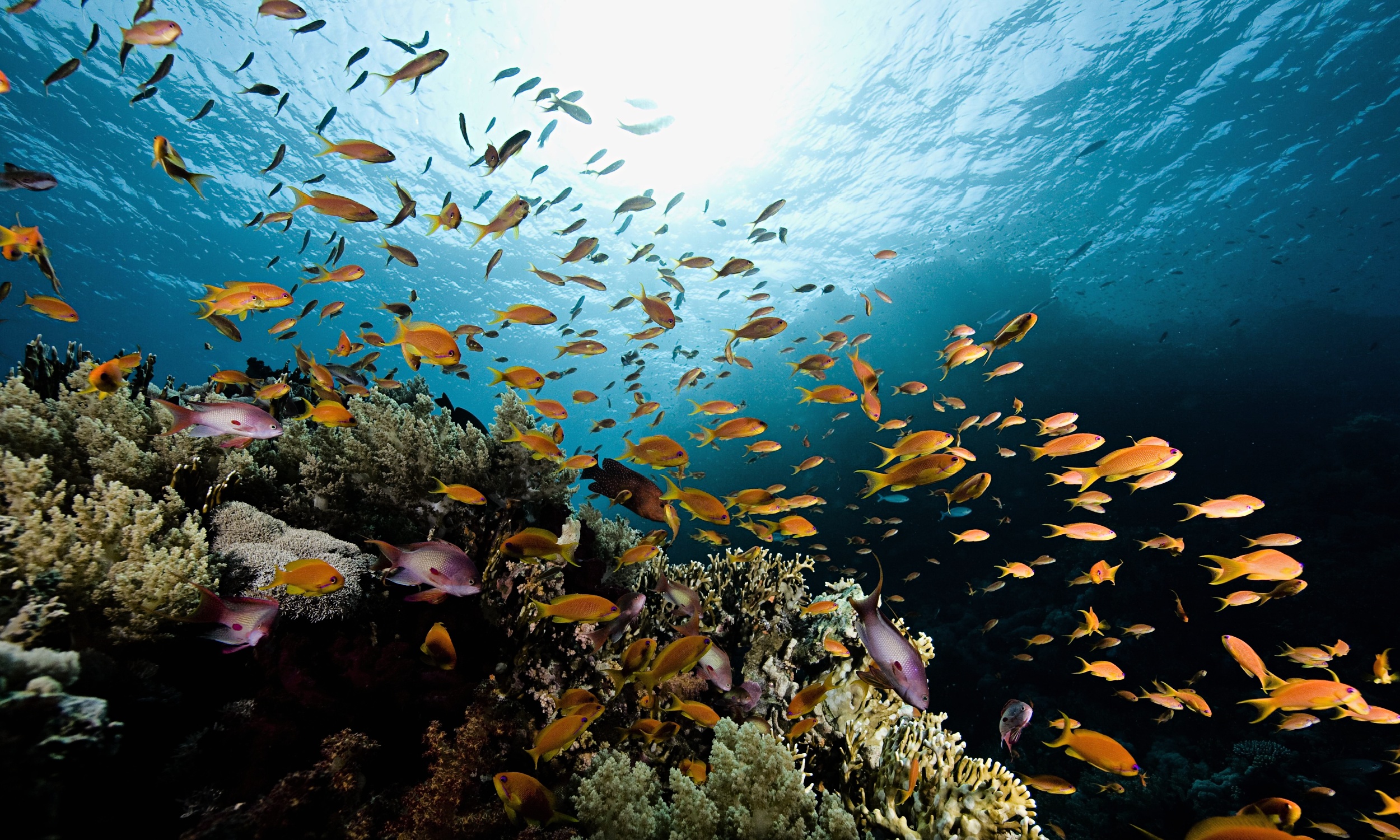 Marine protected areas lack critical fish habitats - Earth.com