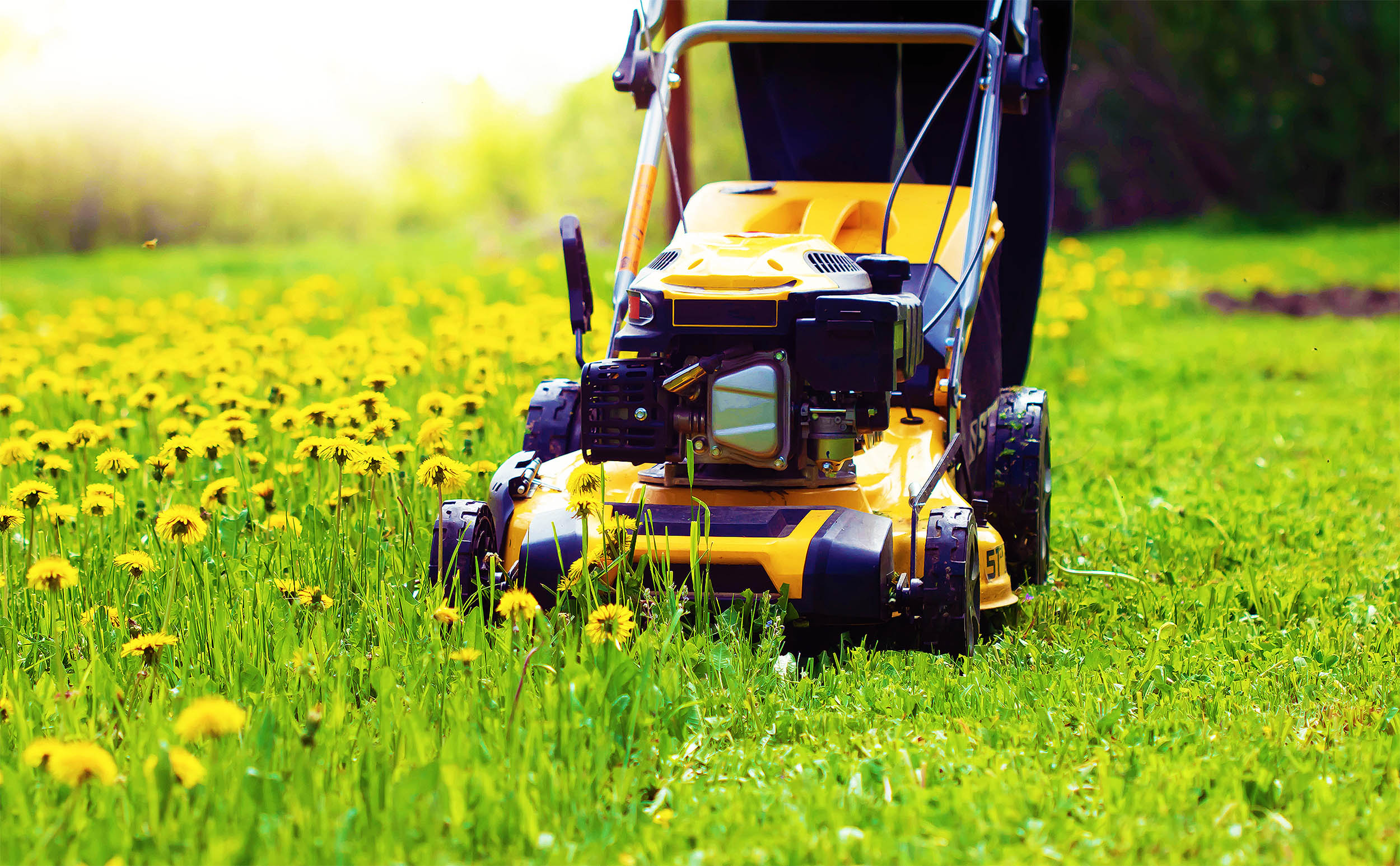 Mowing your yard too often may create unstoppable "superweeds" - Earth.com