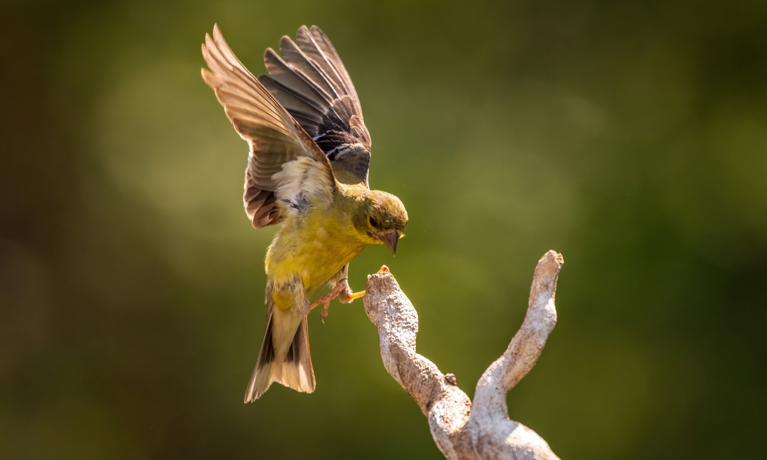 Universal equation predicts the flapping frequency of birds - Earth.com