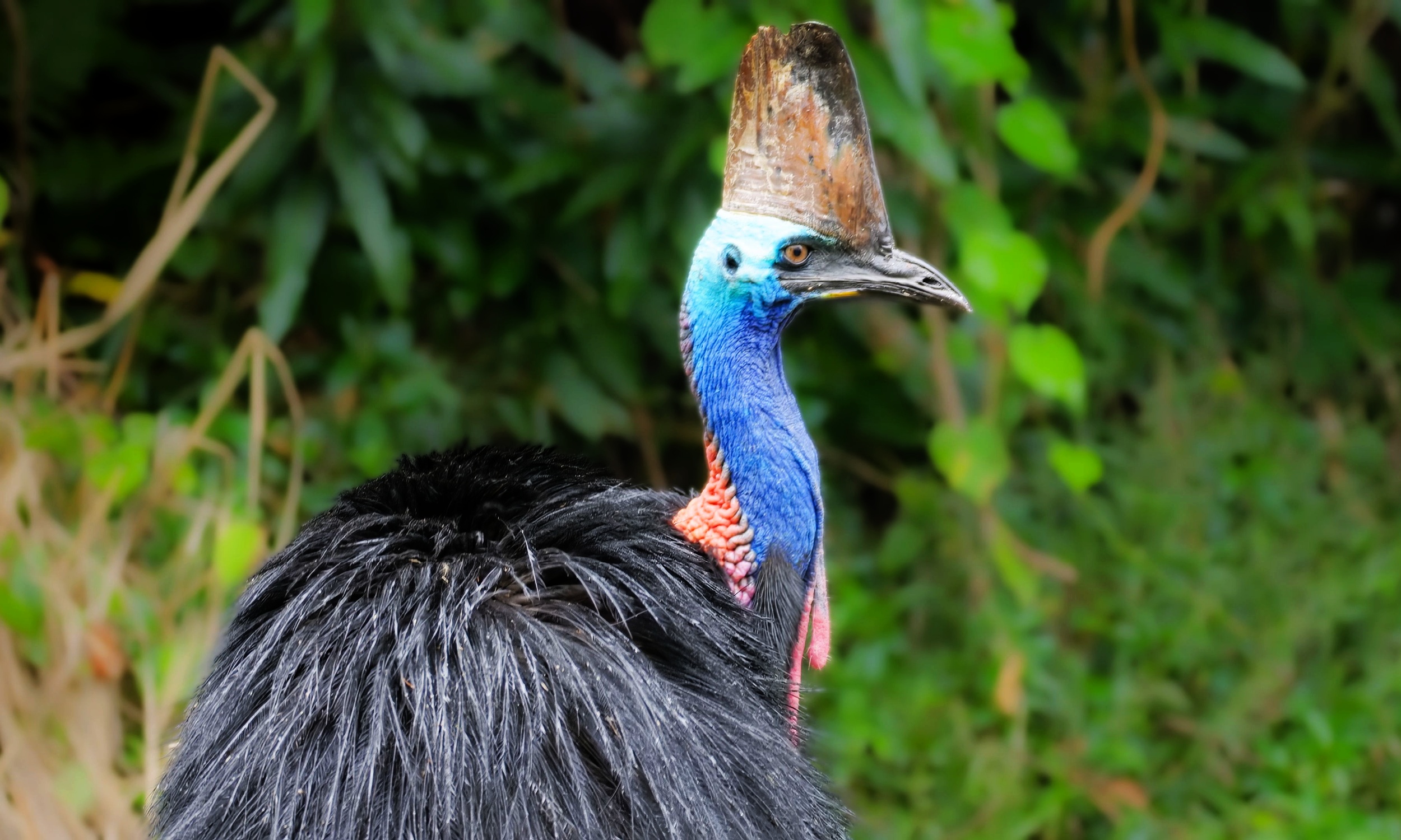Dinosaur bird 'Southern Cassowary' may soon go extinct - Earth.com