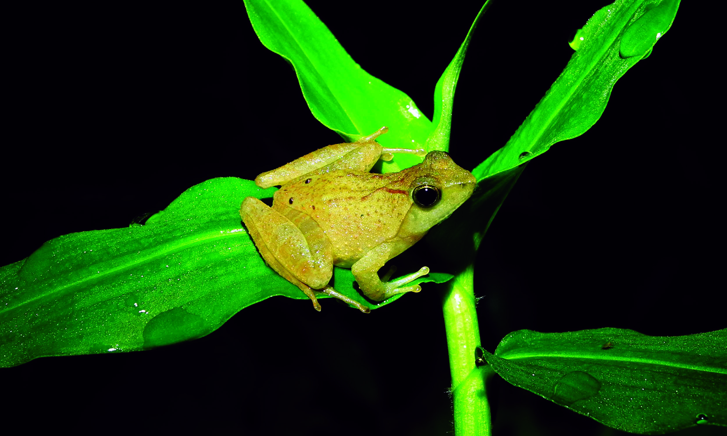 Puddle frogs have a secret weapon against climate change - Earth.com
