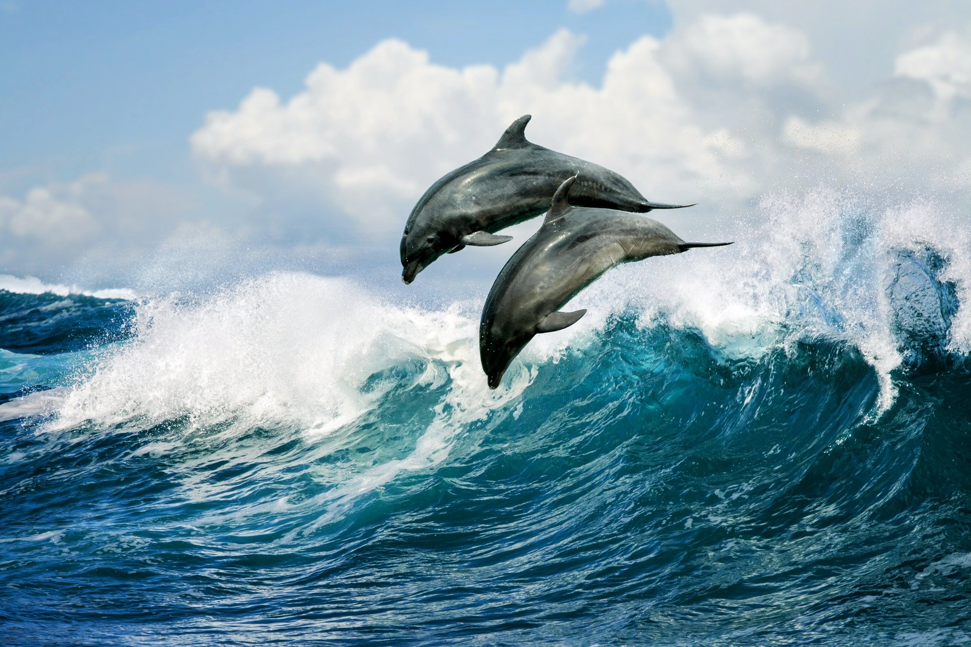 Young dolphins who play with others become successful adults - Earth.com