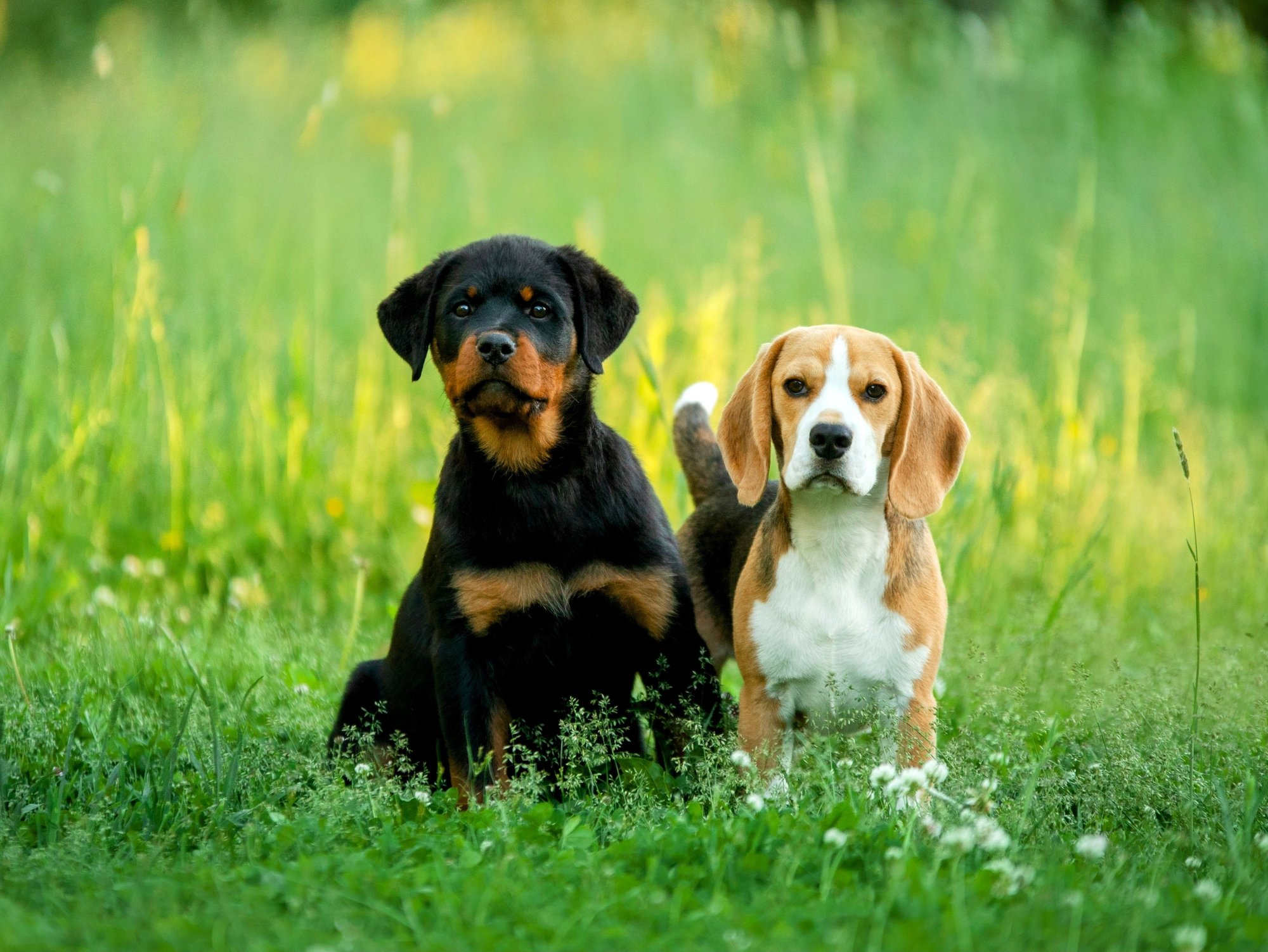 Pairing up shelter dogs could be the key to reducing their stress ...