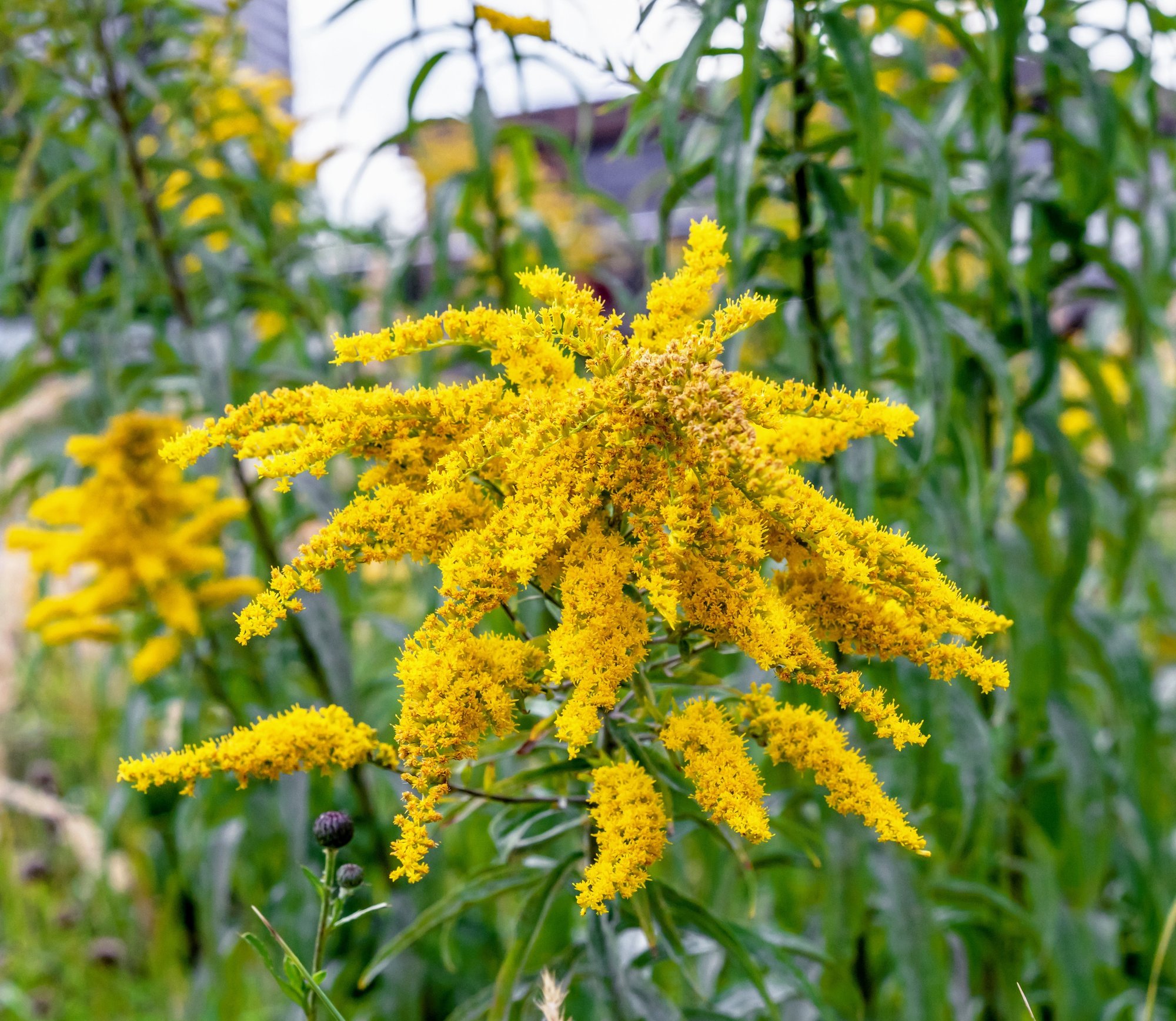 Plants are intelligent problem solvers that know how to adapt - Earth.com