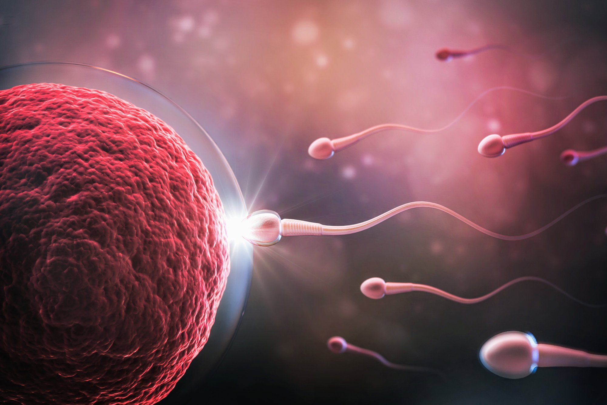 Germ cells are the reason that women tend to live longer than men ...