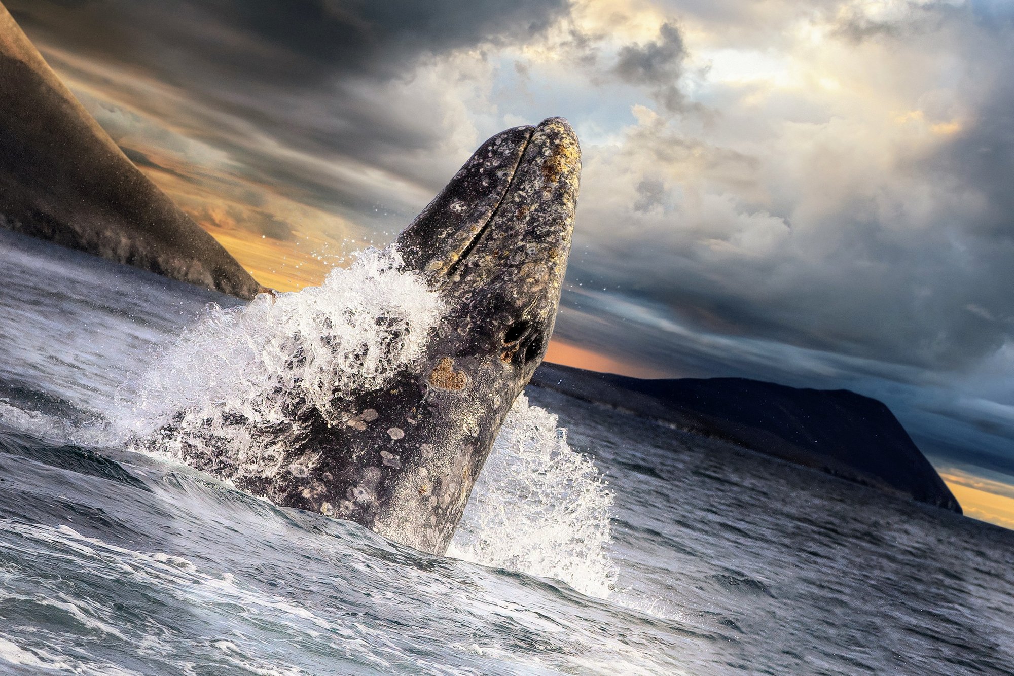 Gray whales in the North Pacific are shrinking in size - Earth.com