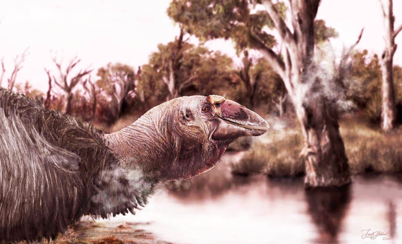 Genyornis Genyornis Newtoni And Dromaius Novaehollandiae At 30,000