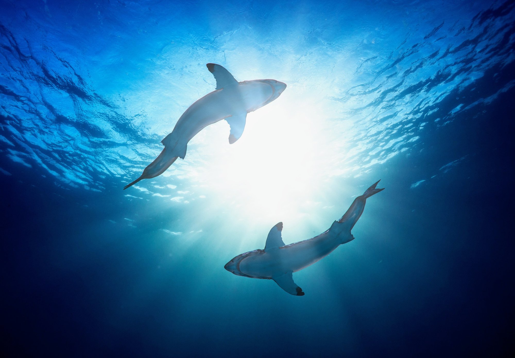 Shark diversity hits 66-million-year low - Earth.com