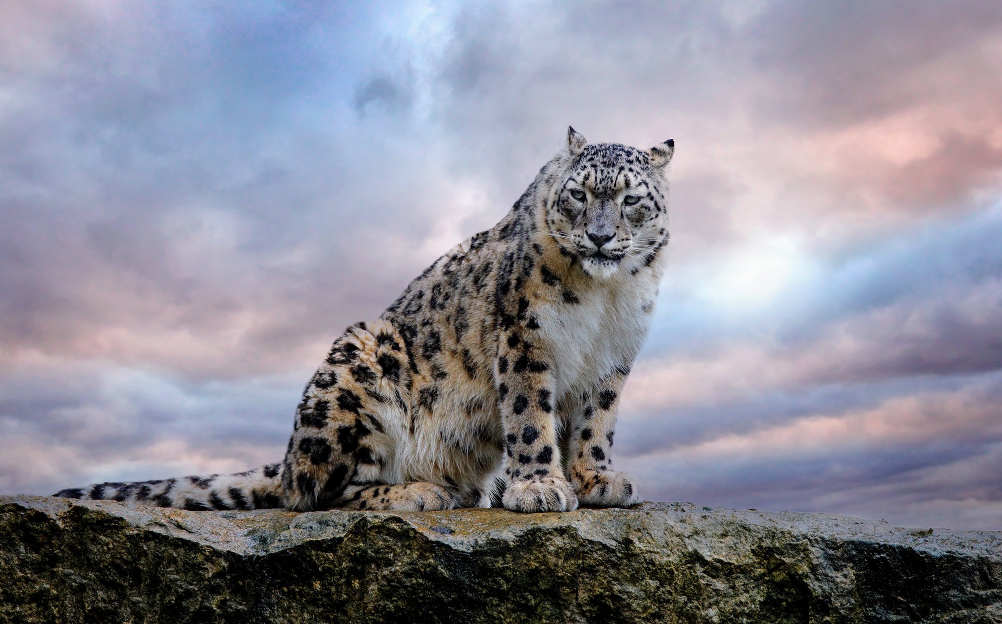 Snow leopards: The carnivores that eat plants - Earth.com