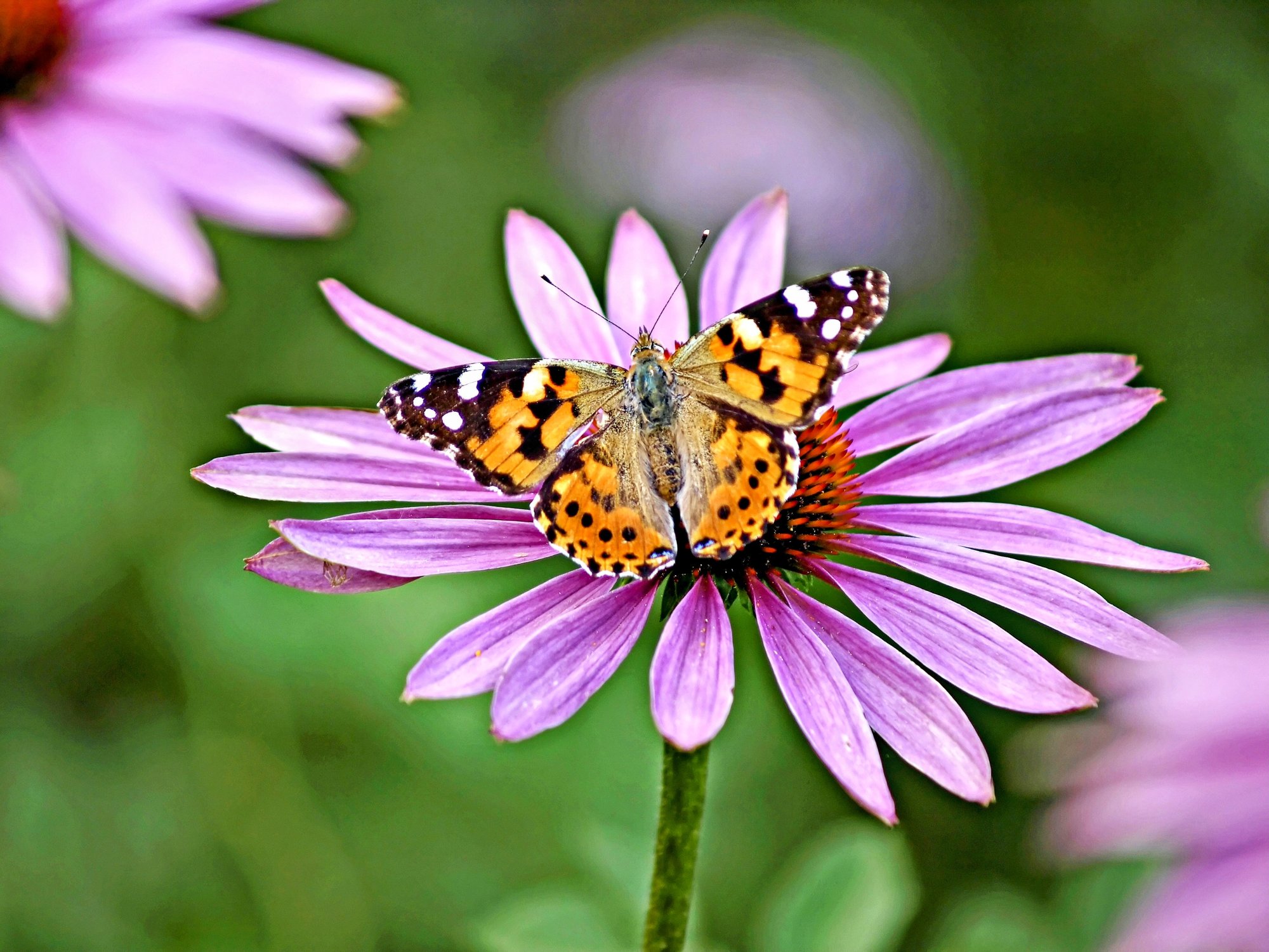 Massive butterfly migration sparked by a surge in vegetation - Earth.com