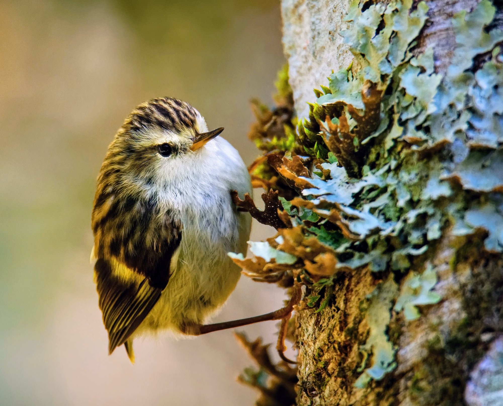Tiny bird sheds light on the evolution of vocal learning - Earth.com
