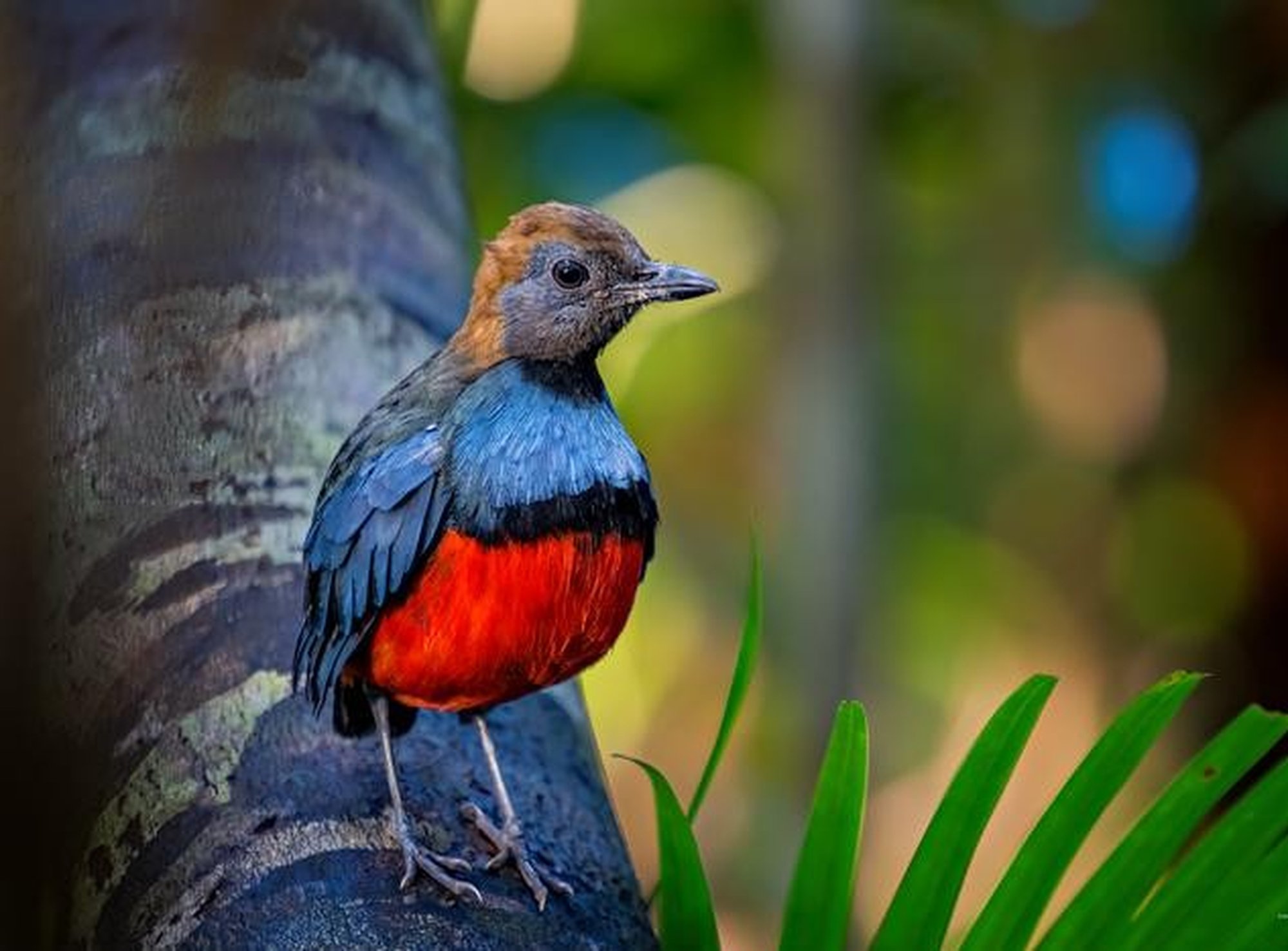 More than 100 bird species have been lost for over a decade- Earth.com