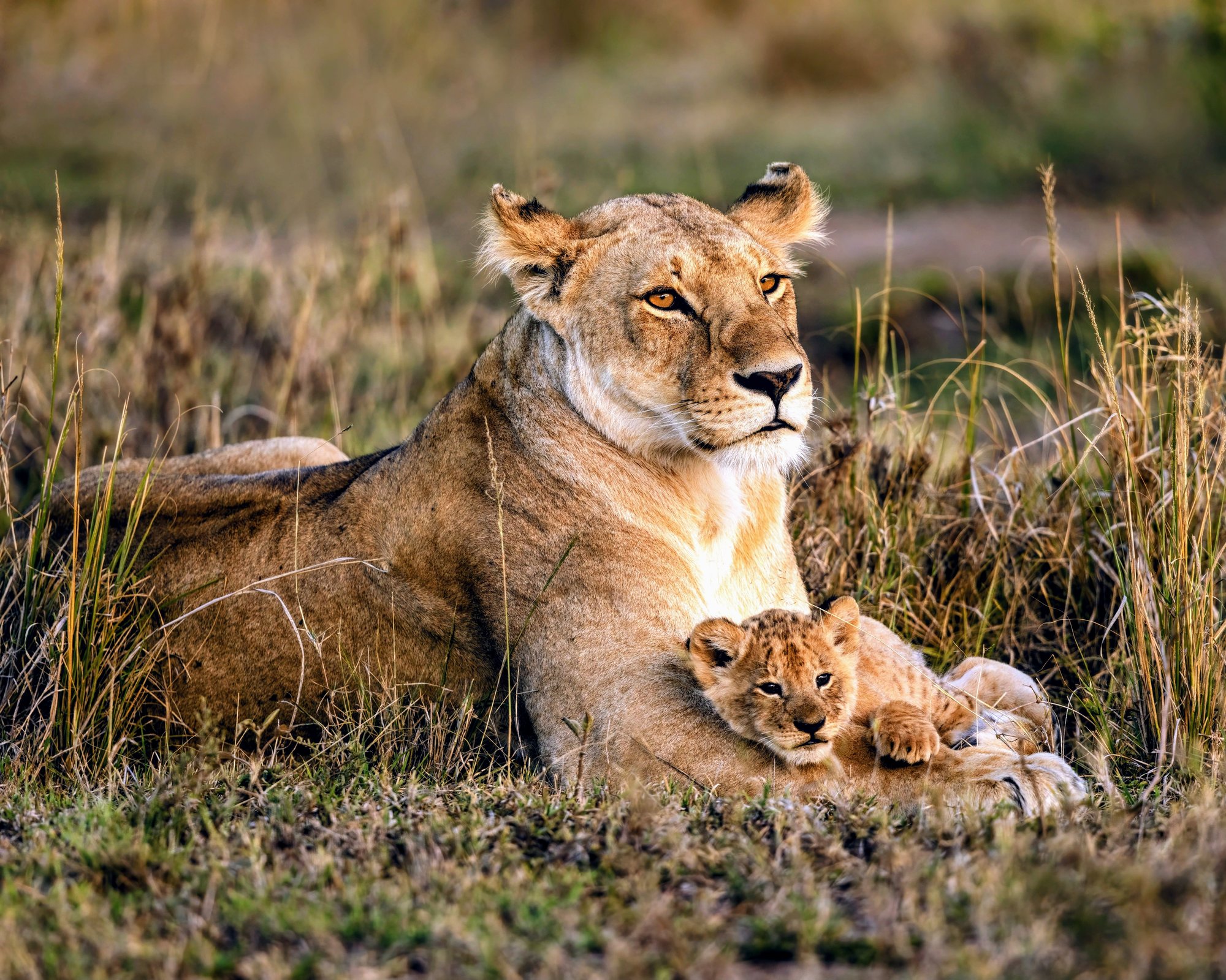 Mother's care linked to the evolution of longer lifespans - Earth.com