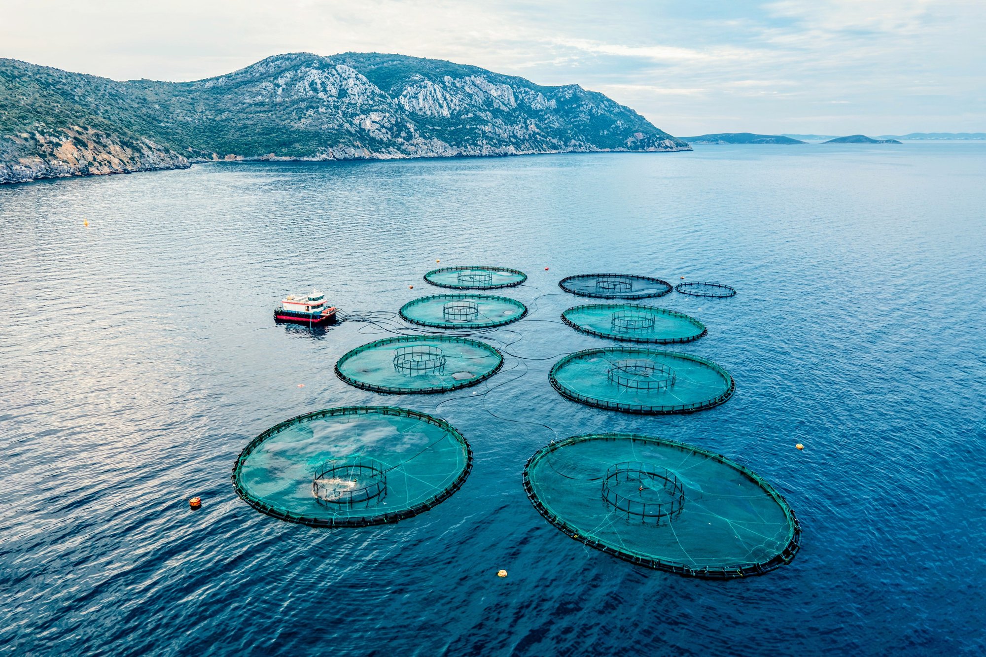 Aquaculture now produces more food than wild fishing - Earth.com