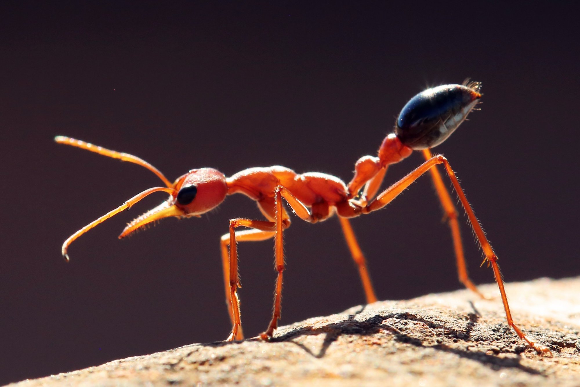 Bullant Logo Myrmecia Dispar : Bull Ant | Atlas Of Living Australia
