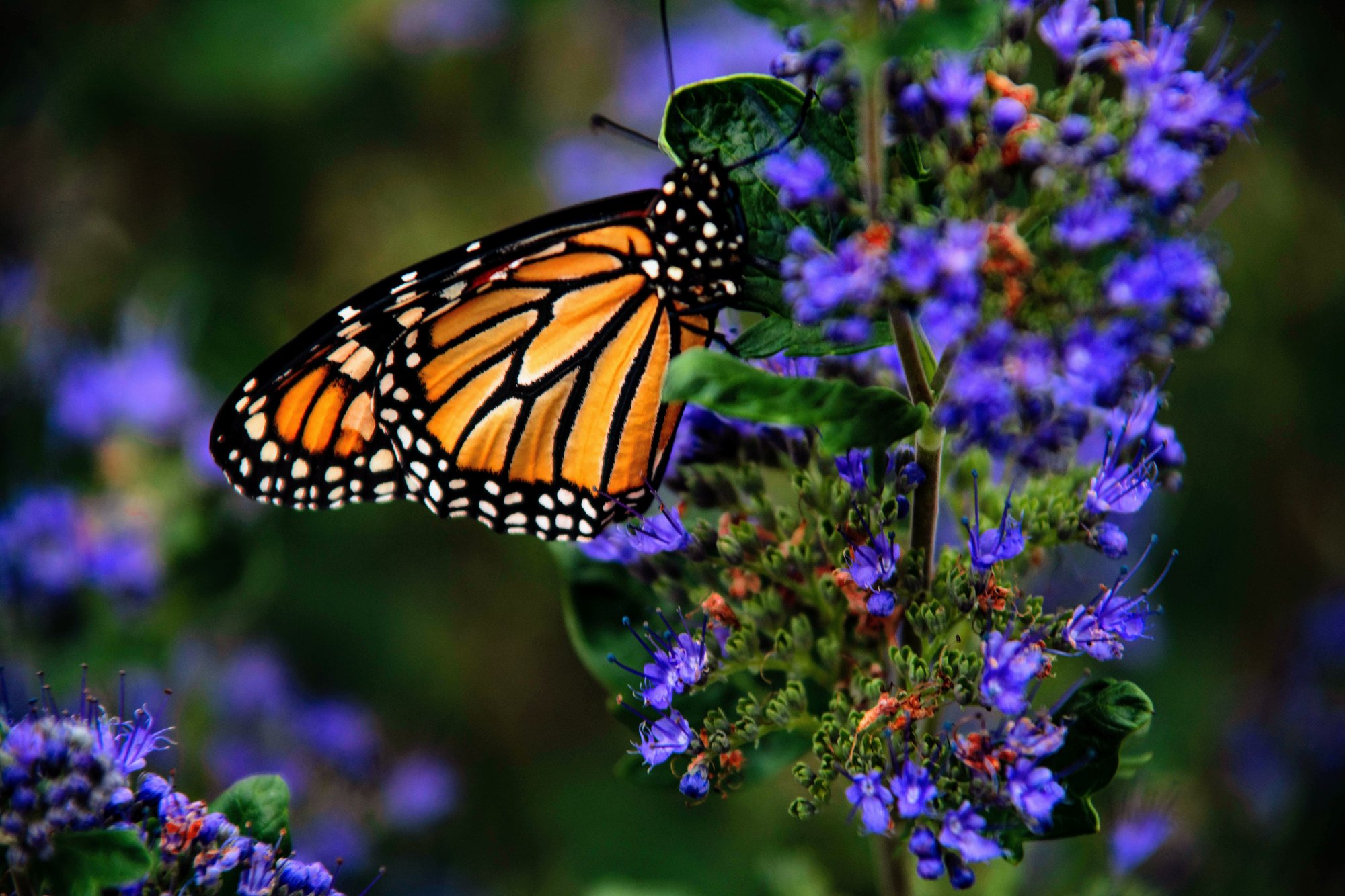 Butterfly decline in American Midwest linked to insecticides - Earth.com
