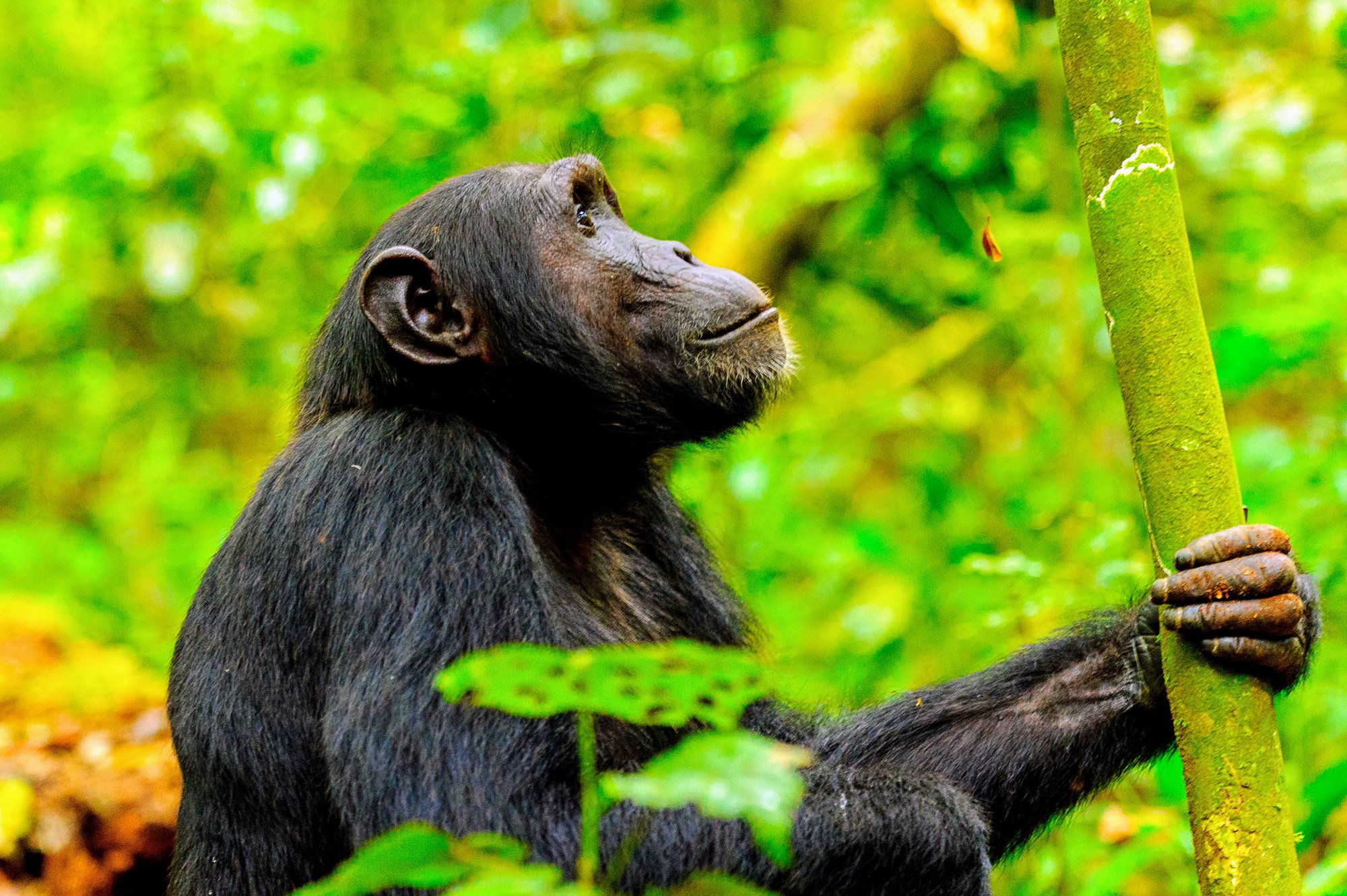 Chimpanzees seek medicinal plants when they're sick or injured - Earth.com
