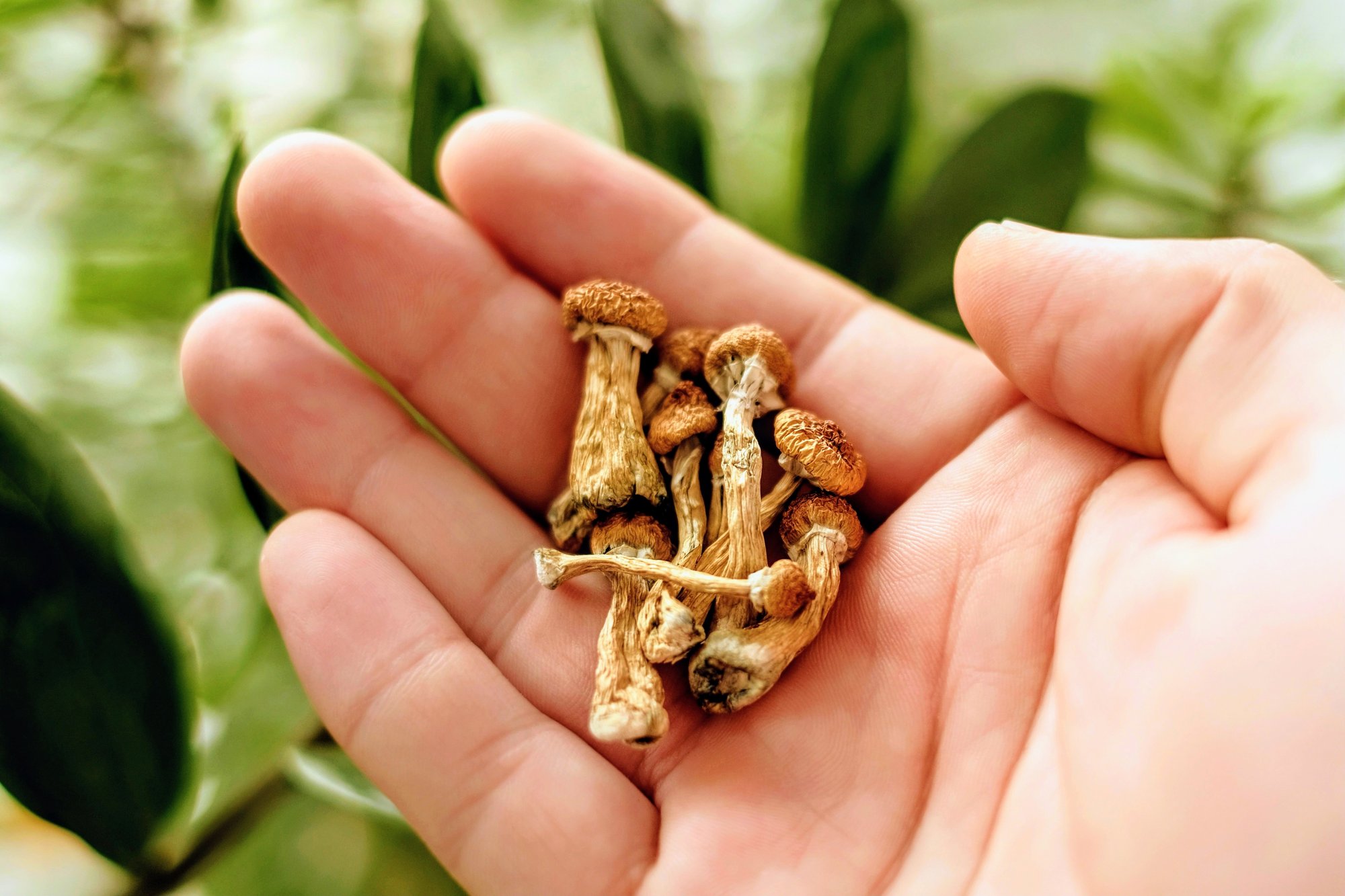 Magic mushrooms are the most popular psychedelic drug - Earth.com