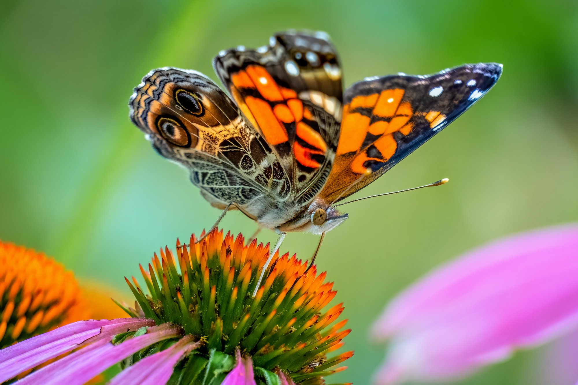 The incredible transatlantic journey of the Painted Lady - Earth.com
