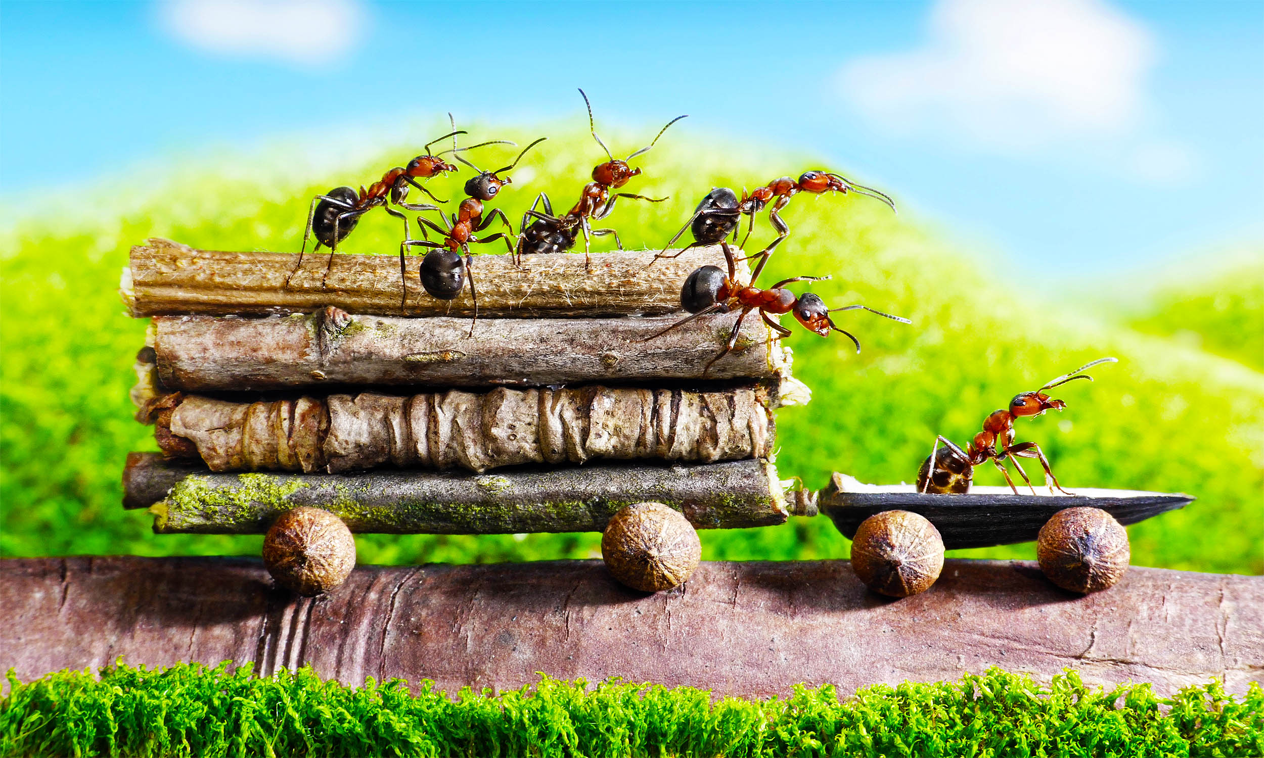 Ants are now using cars to travel and spread to new locations - Earth.com