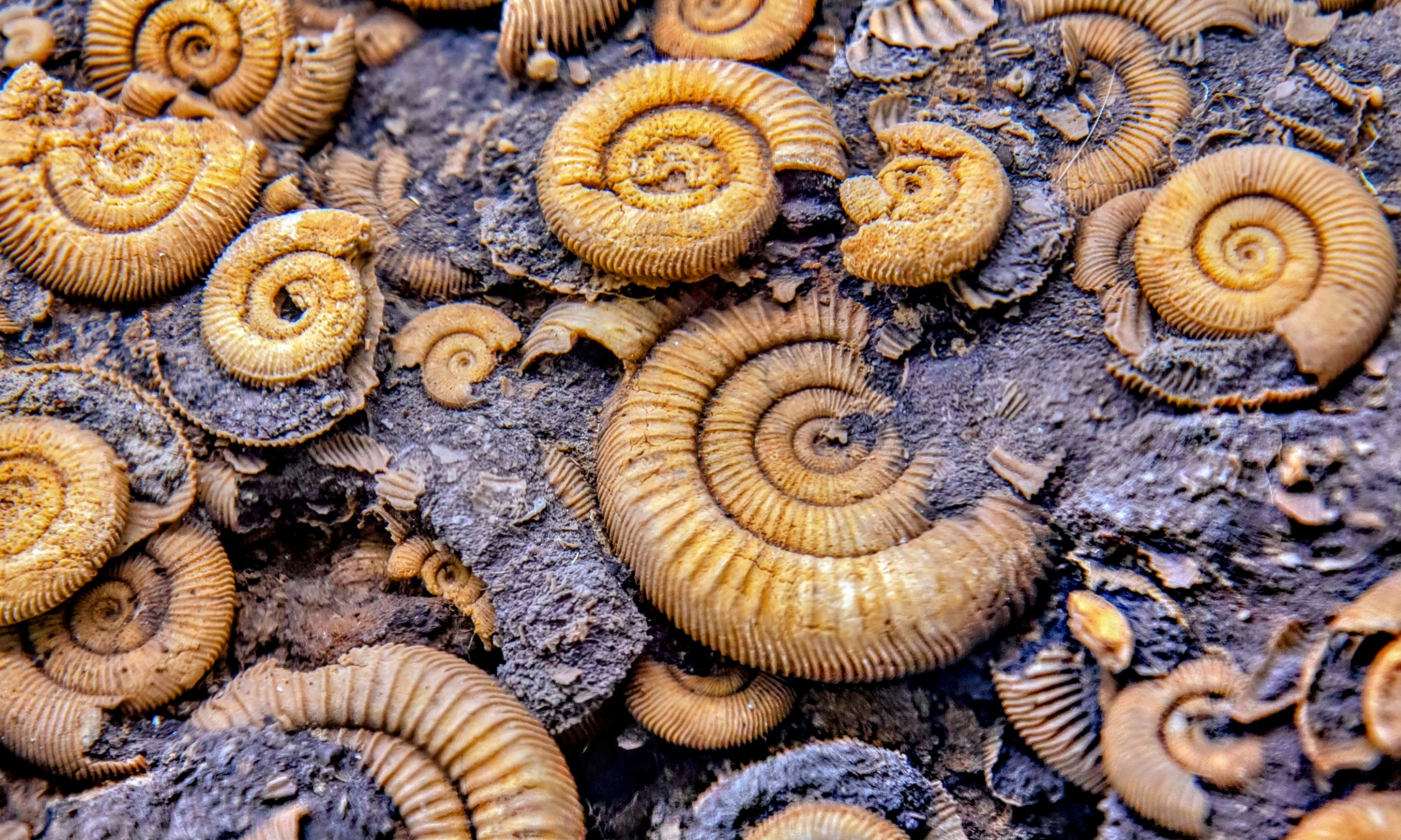 Ammonites' extinction was complex, not inevitable - Earth.com