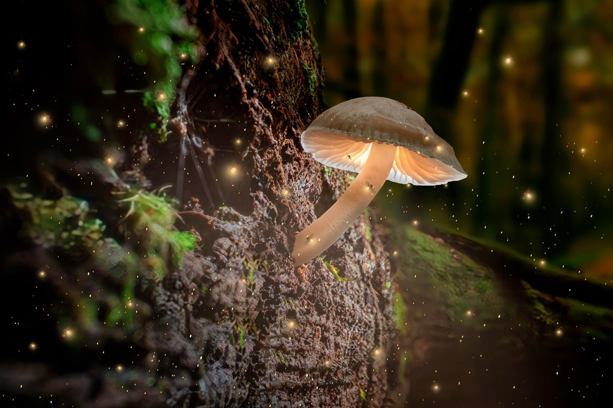 World Firefly Day: Honoring our ancient luminaries - Earth.com