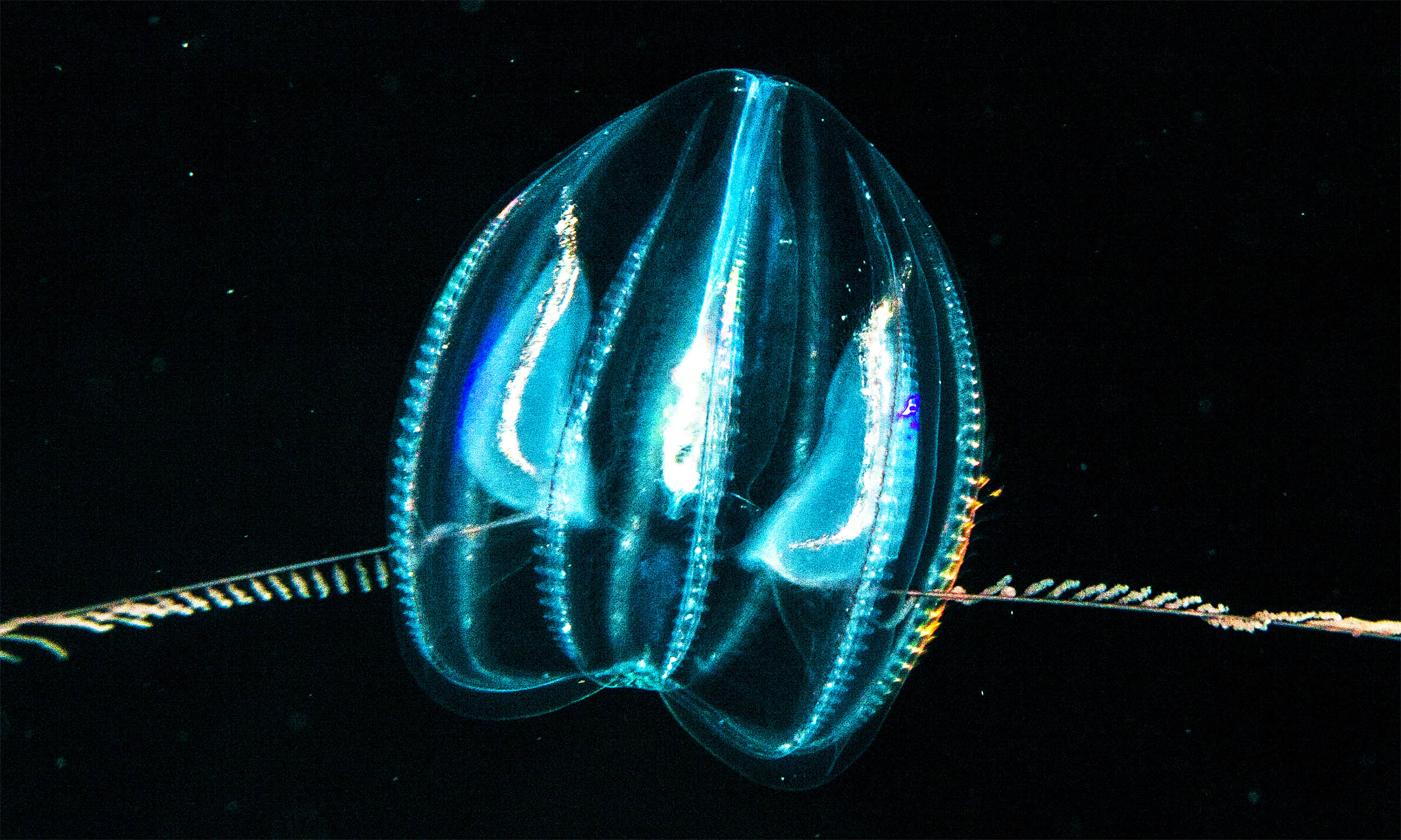 How 'ctenophores' survive and thrive under deep ocean pressure - Earth.com