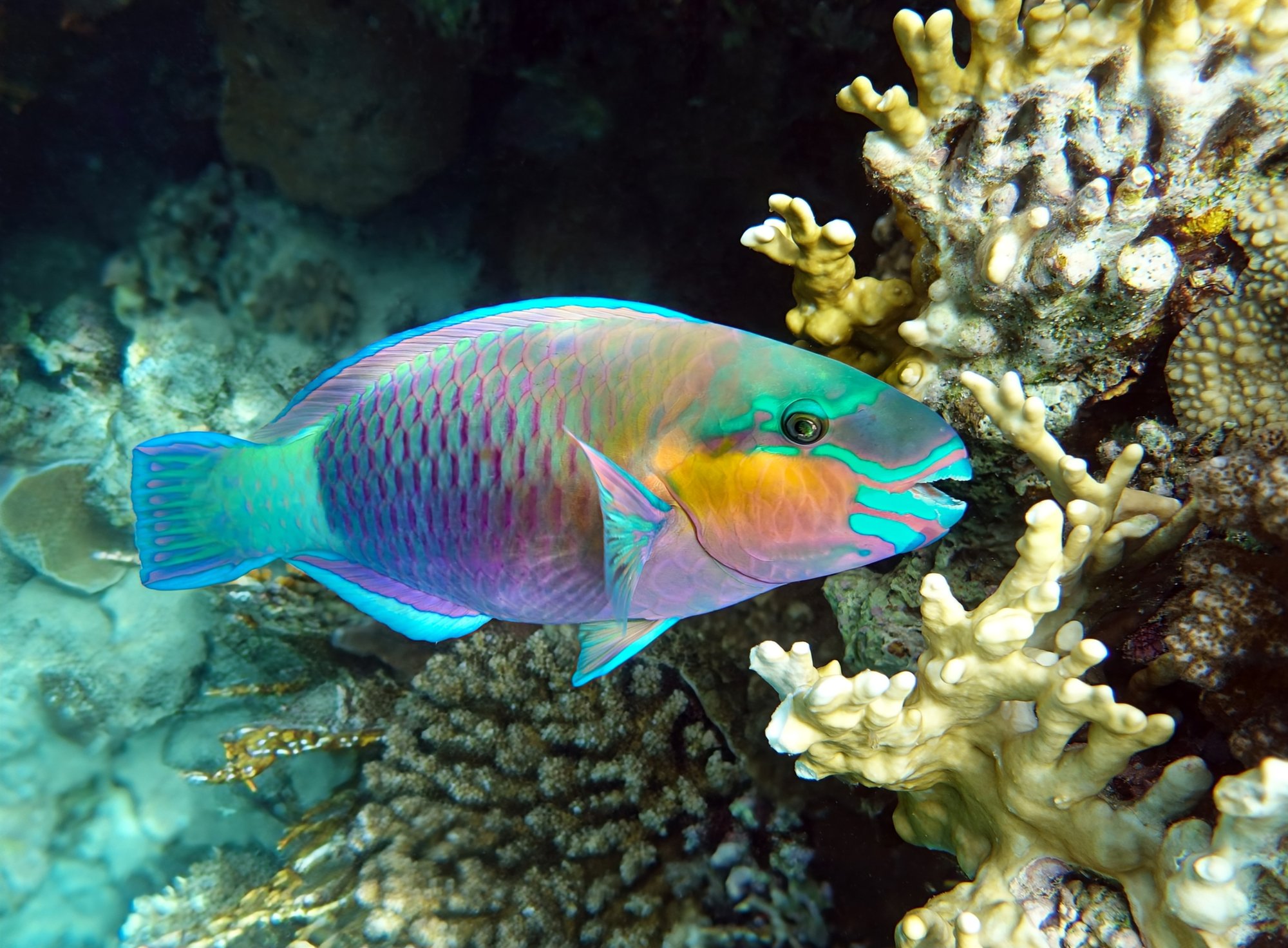 How coral reef fish survive in the world’s warmest waters - Earth.com