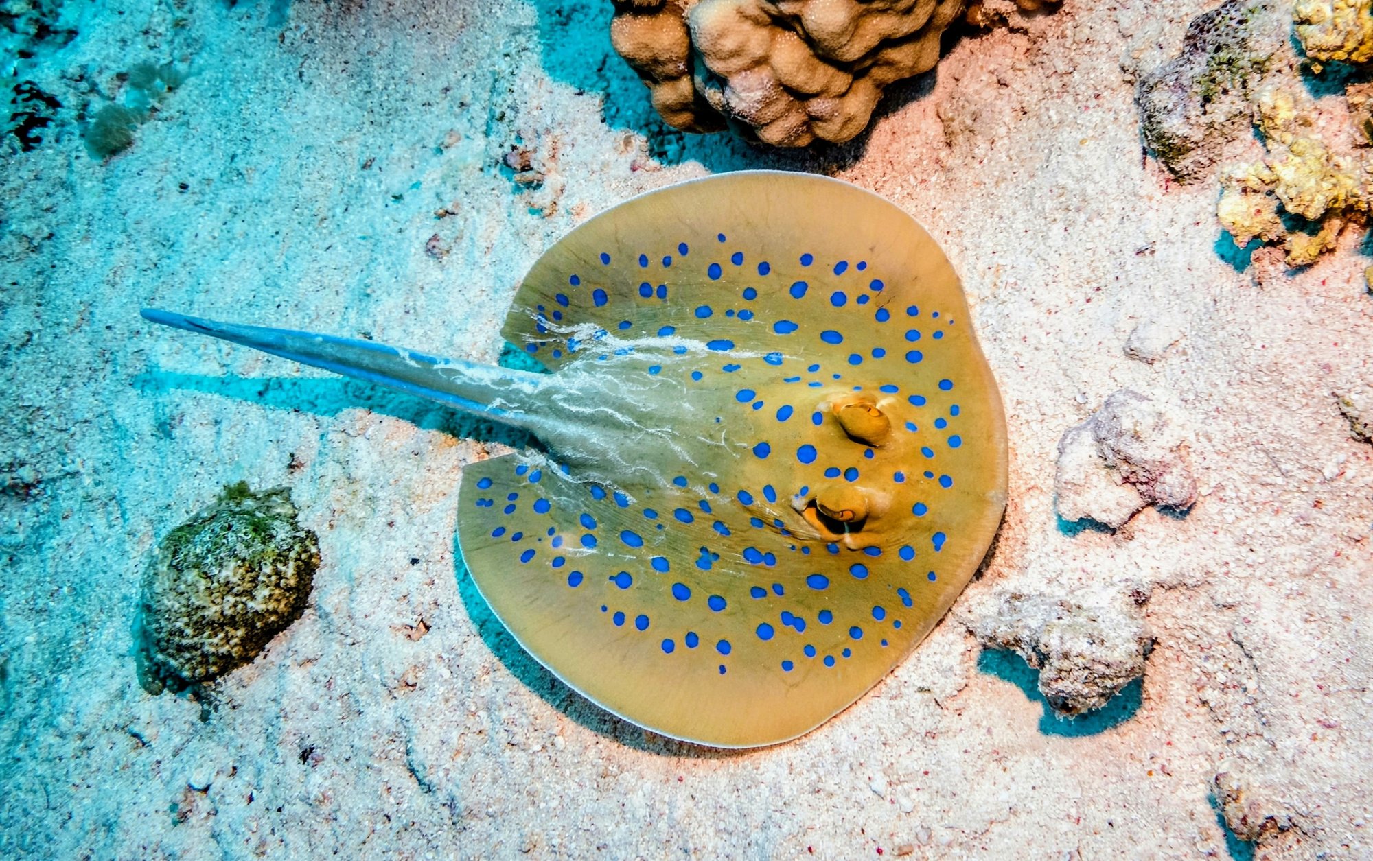 How did the ribbontail ray get its electric blue spots? - Earth.com