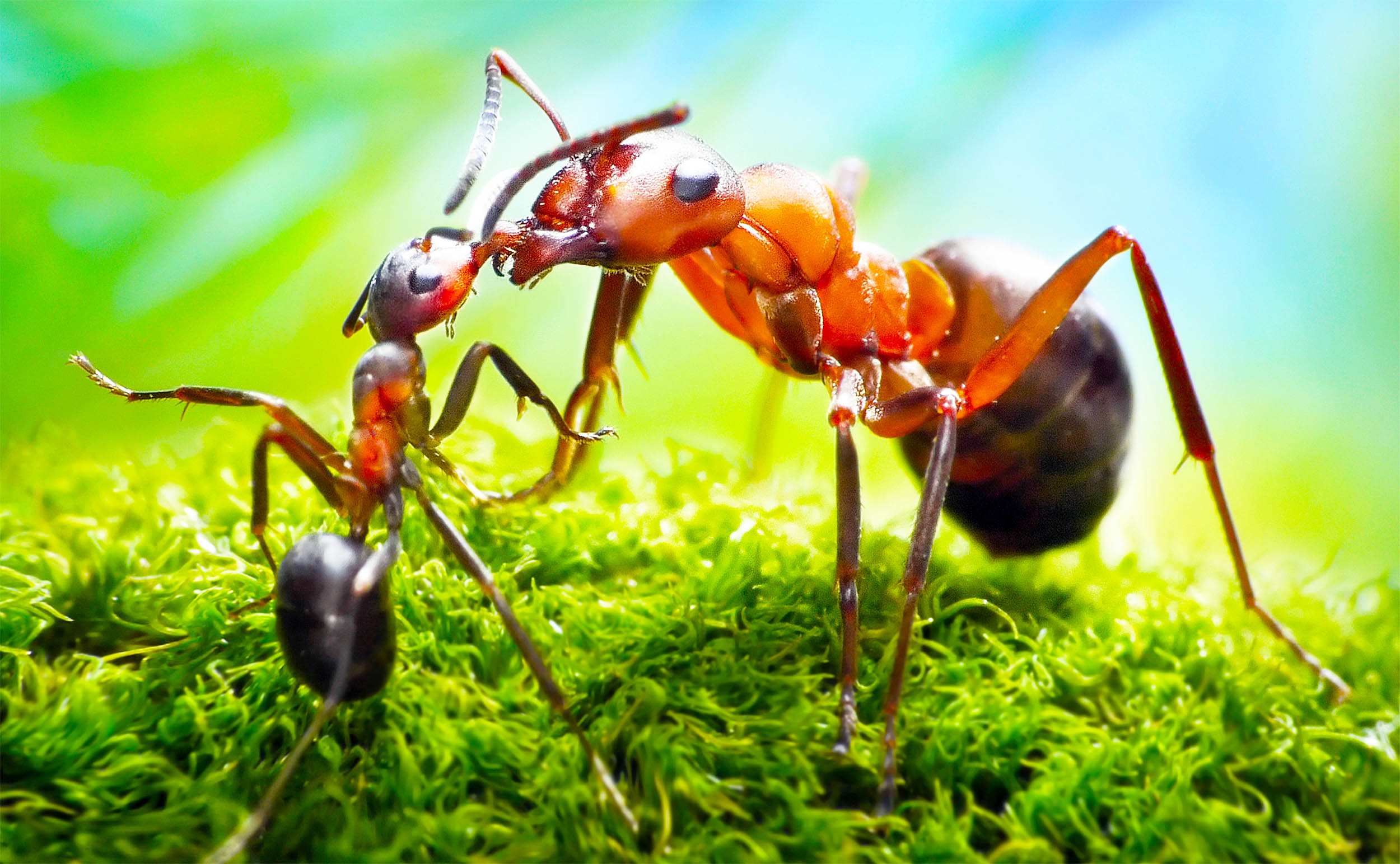 Video sees ants amputating and healing legs of their injured friends ...