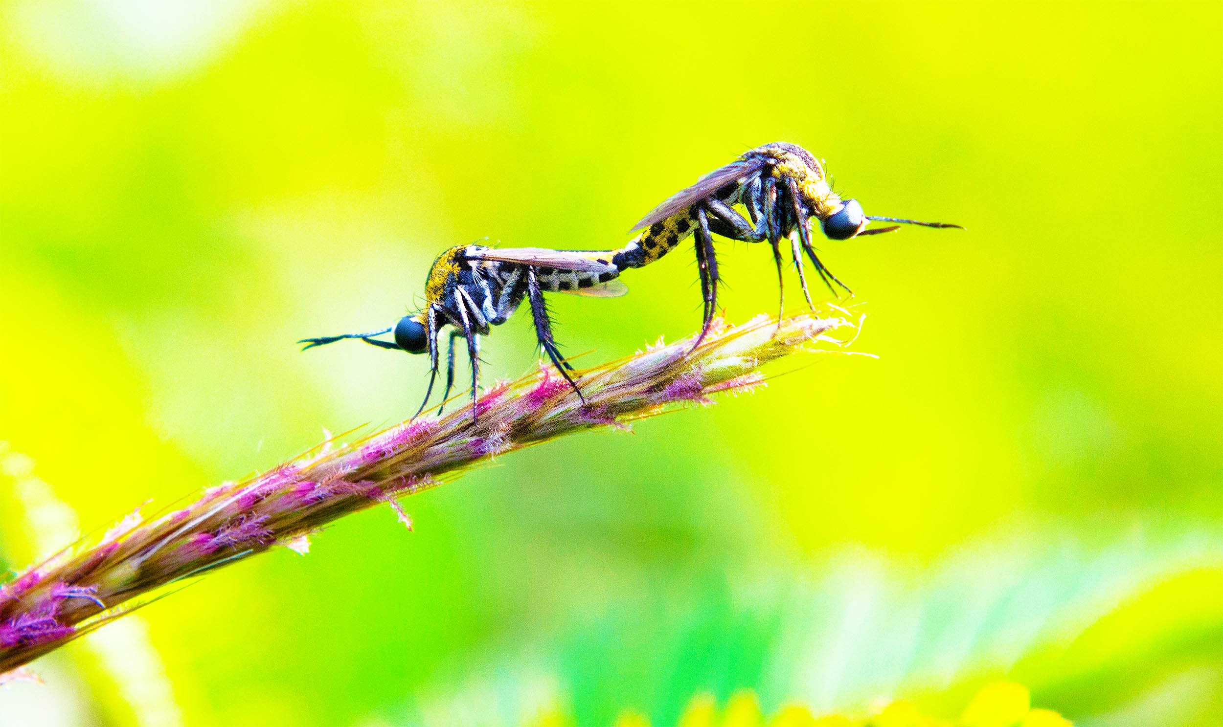 Mosquitoes listen for a specific buzz to find mates - Earth.com