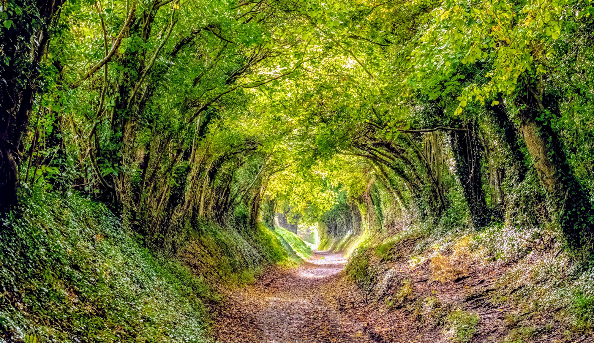 Trees have an amazing ability to adapt to new climates - Earth.com